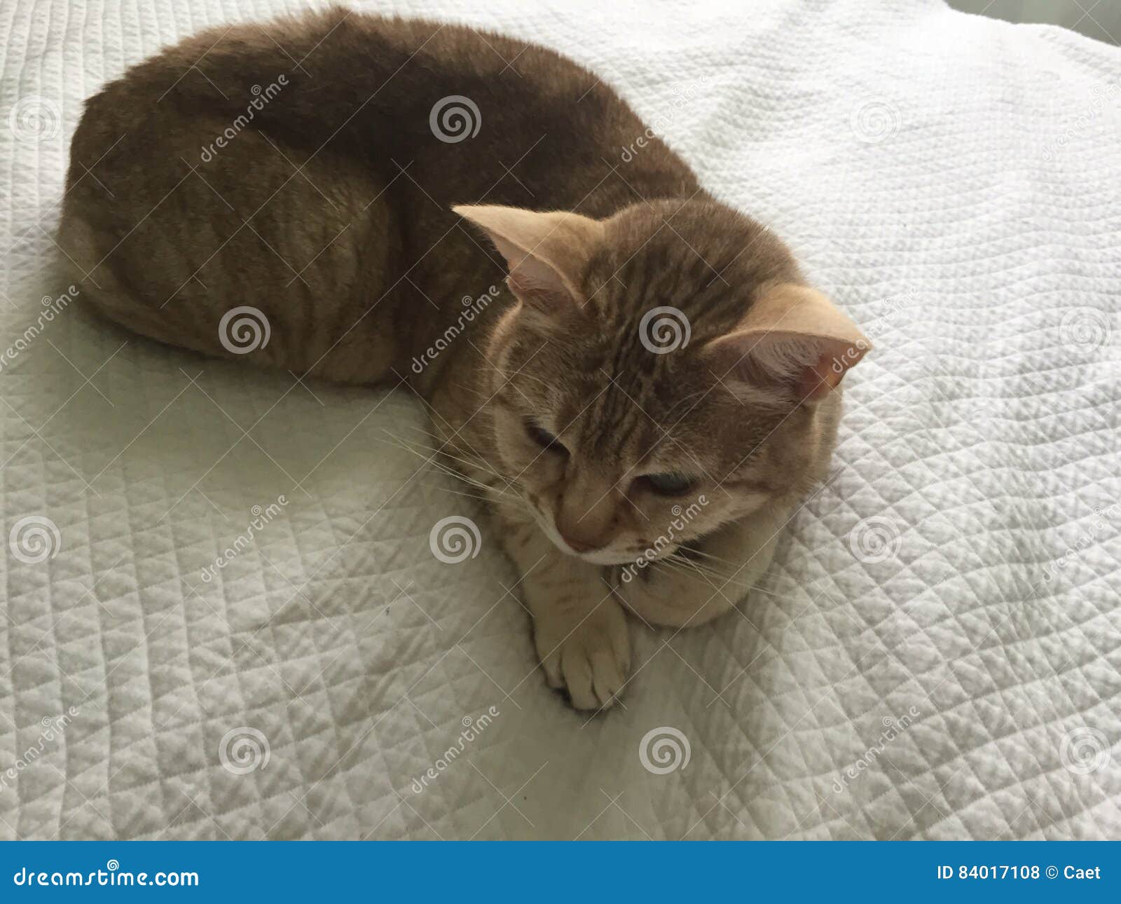 Red Furred Cat on White Blanket Stock Photo - Image of rests, white ...