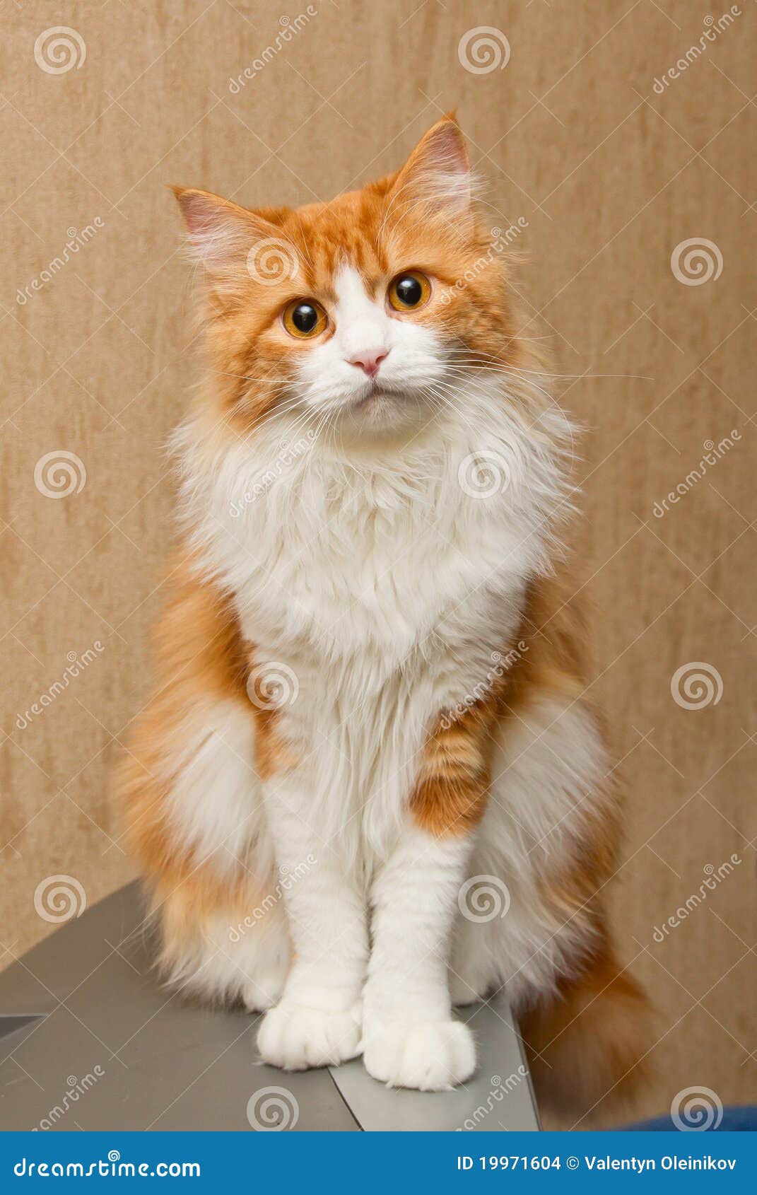 Red furry cat stock photo. Image of white, young, pets - 19971604