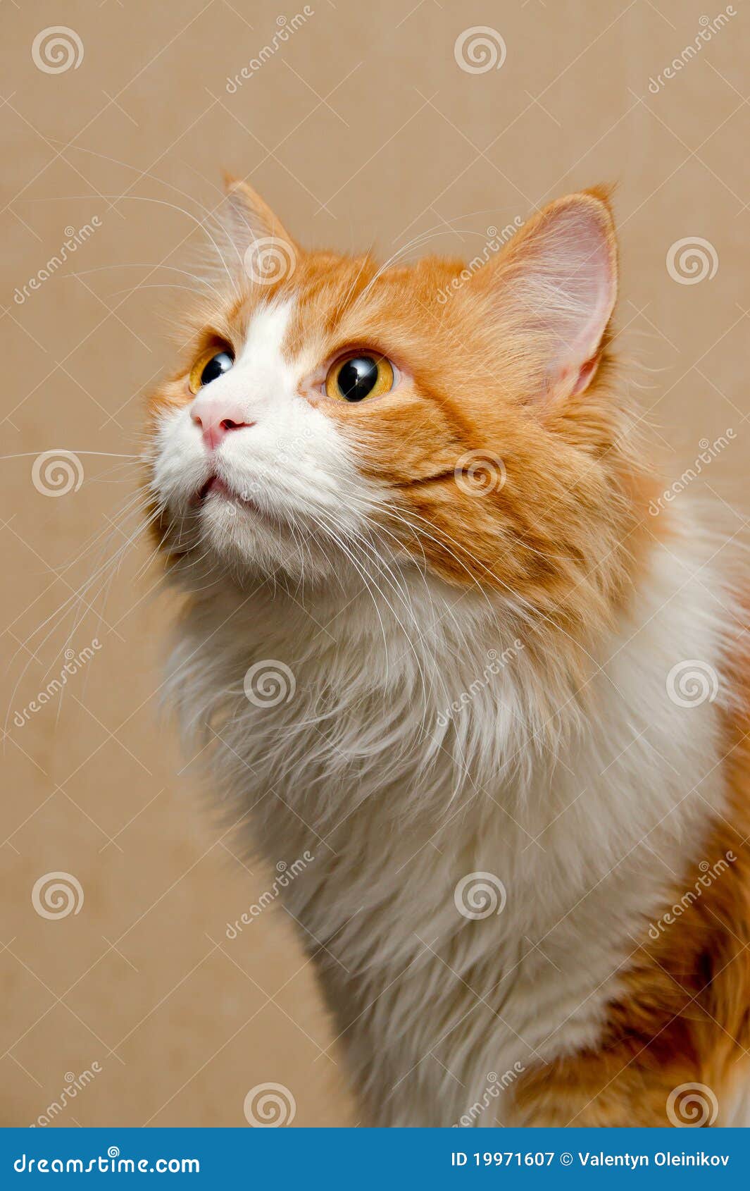 Red furry cat stock image. Image of snout, looking, pets - 19971607