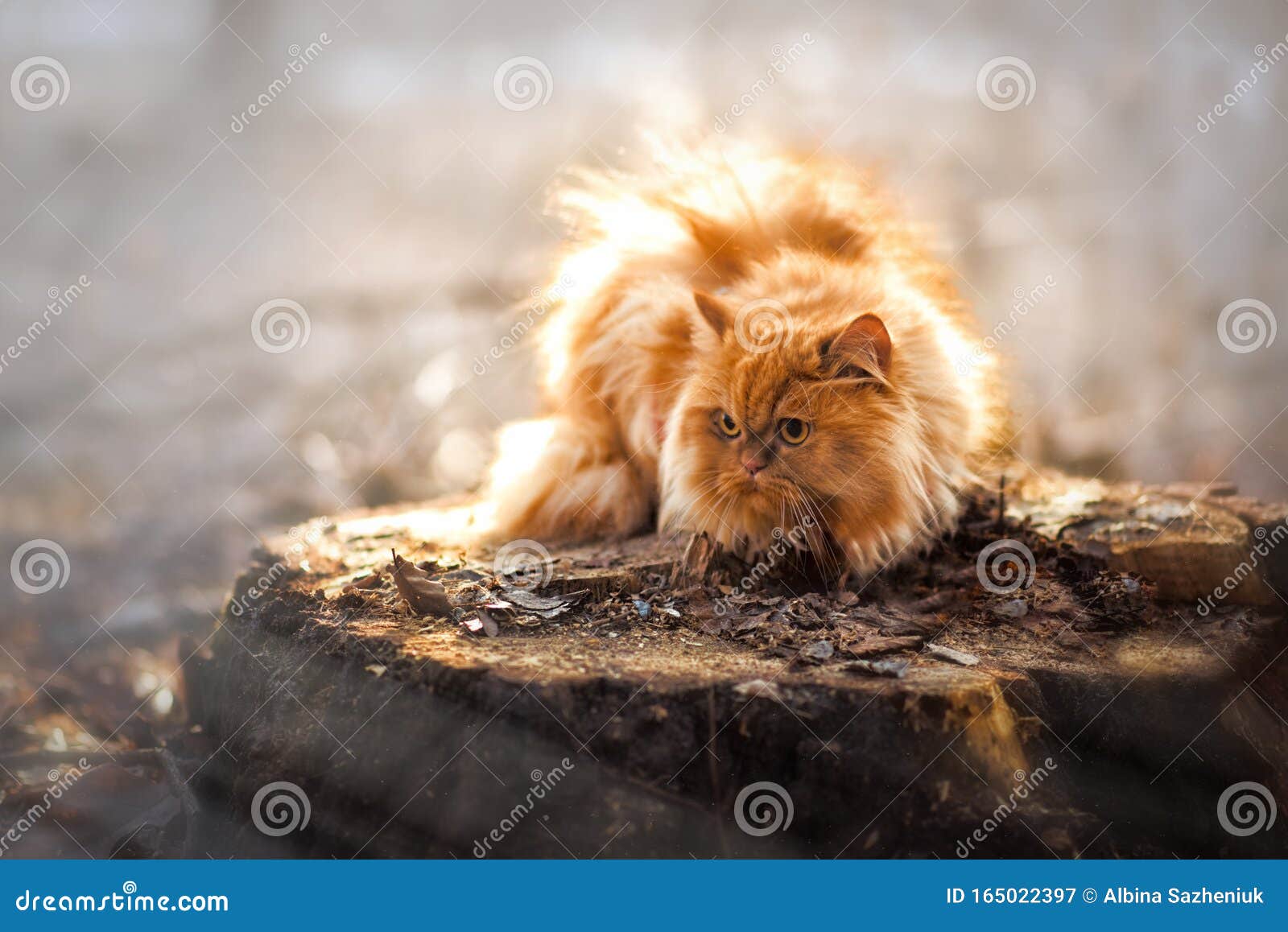 Red Furry a Liitle Bit Scared Persian Cat in the Forest. Soft Natural ...