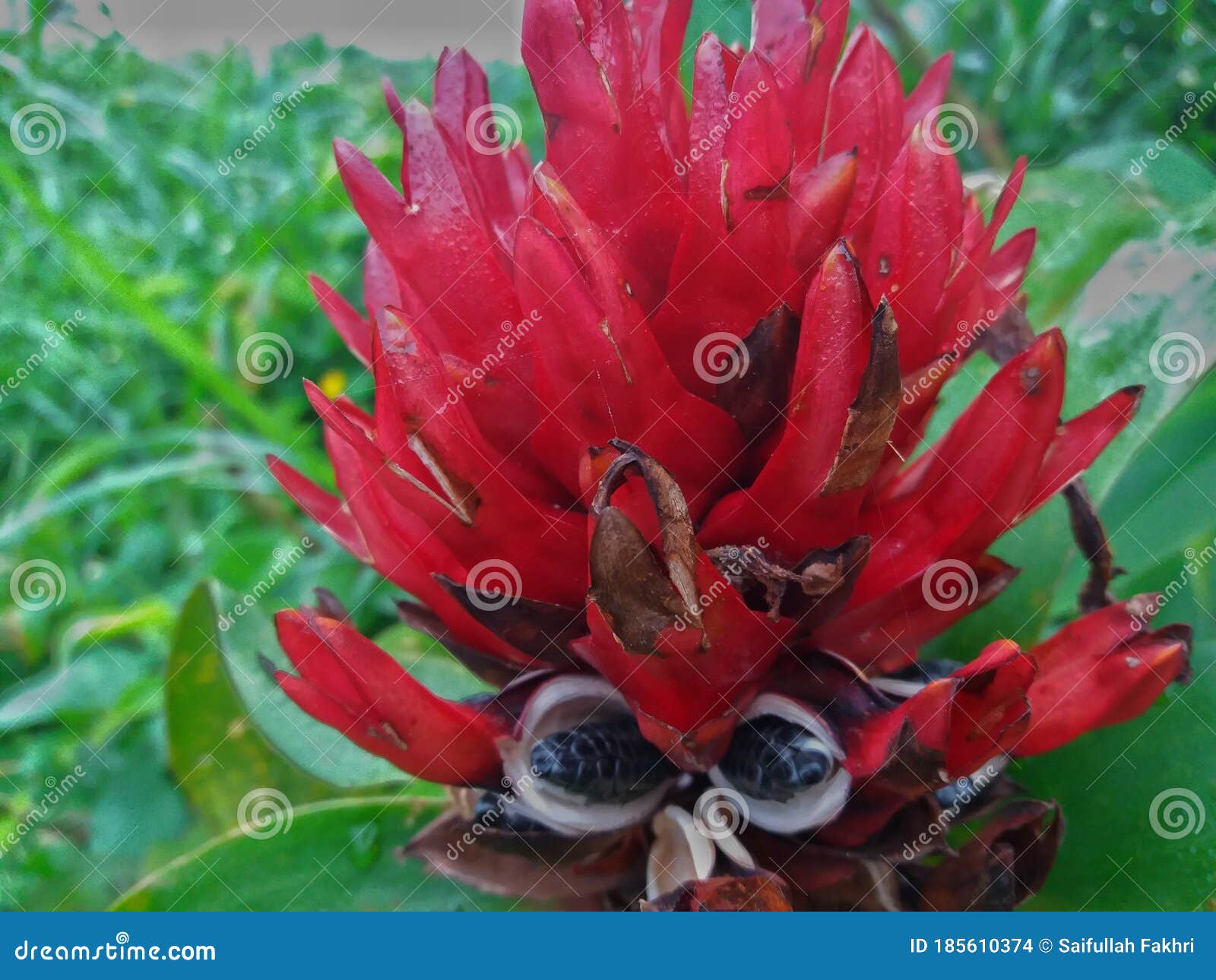 Red galangal stock photo. Image of petal, garden, plant - 185610374