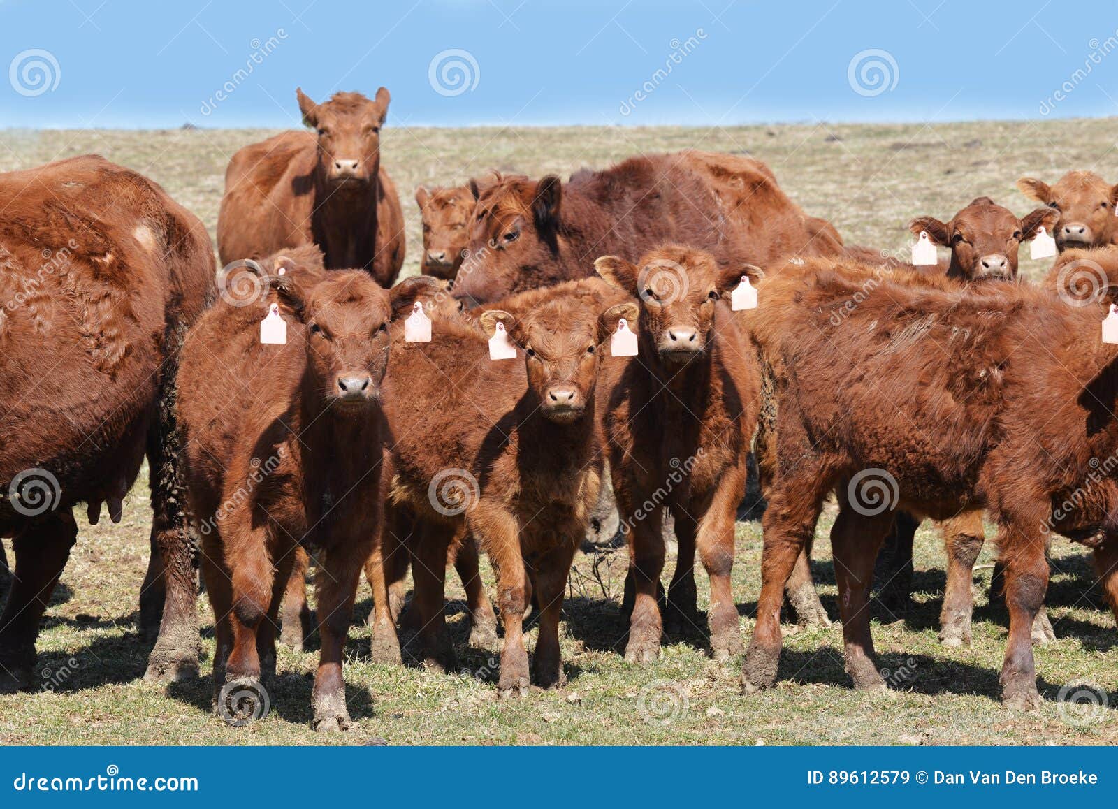 Red galloway cow herd stock image. Image of grass, standing - 89612579