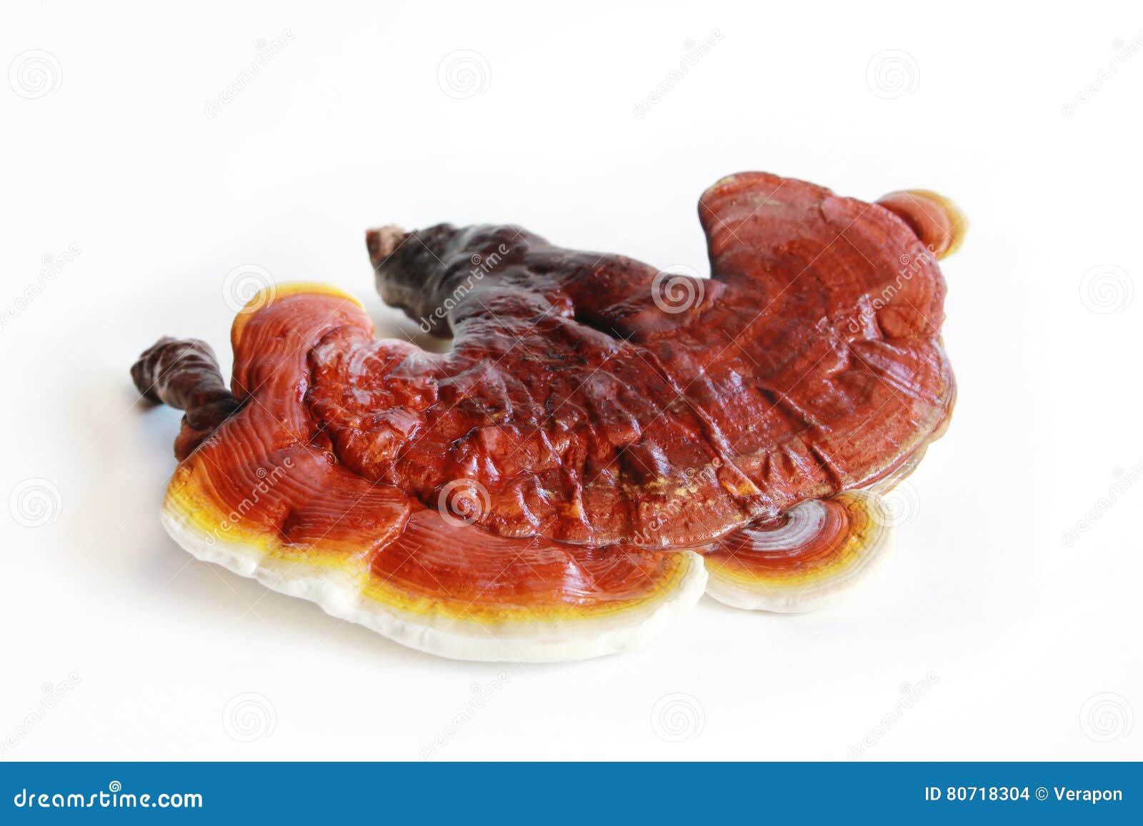 Red Ganoderma on White Background Stock Photo - Image of lucidum ...