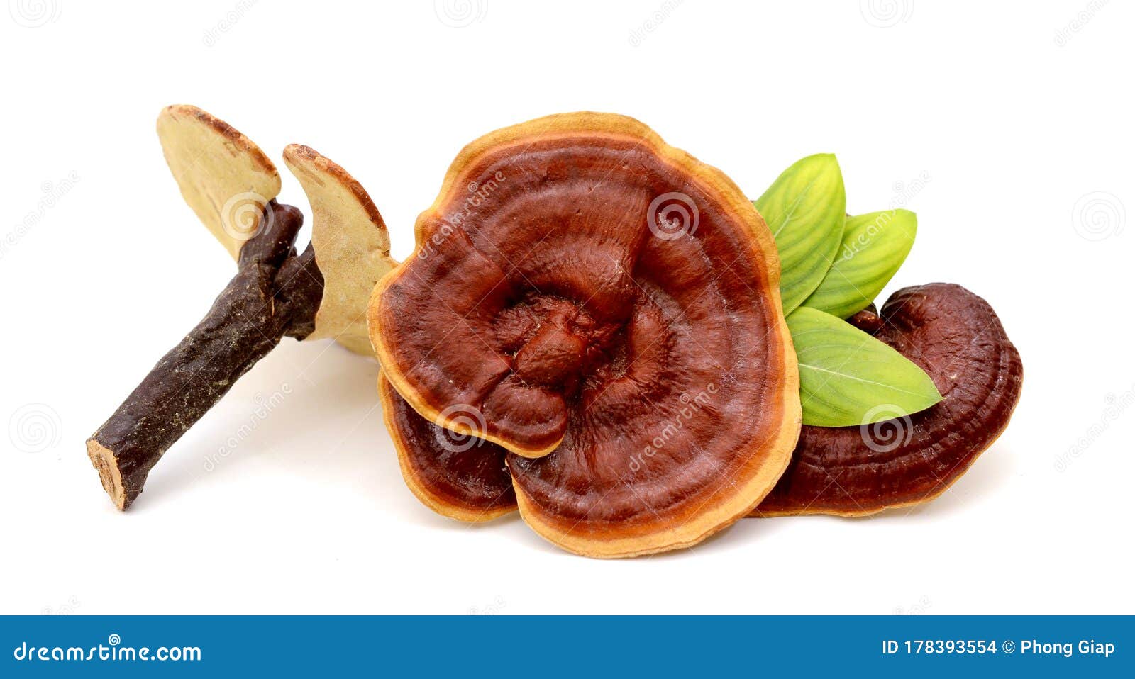 Red Ganoderma on White Background. Photography, Image. Stock Photo ...