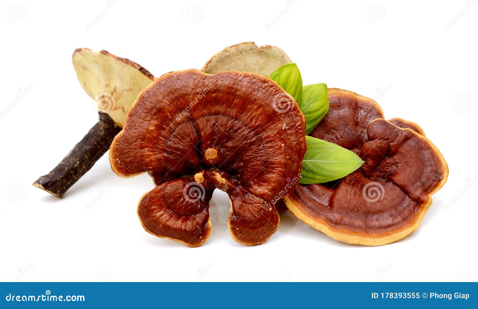 Red Ganoderma on White Background. Photography, Image. Stock Image ...
