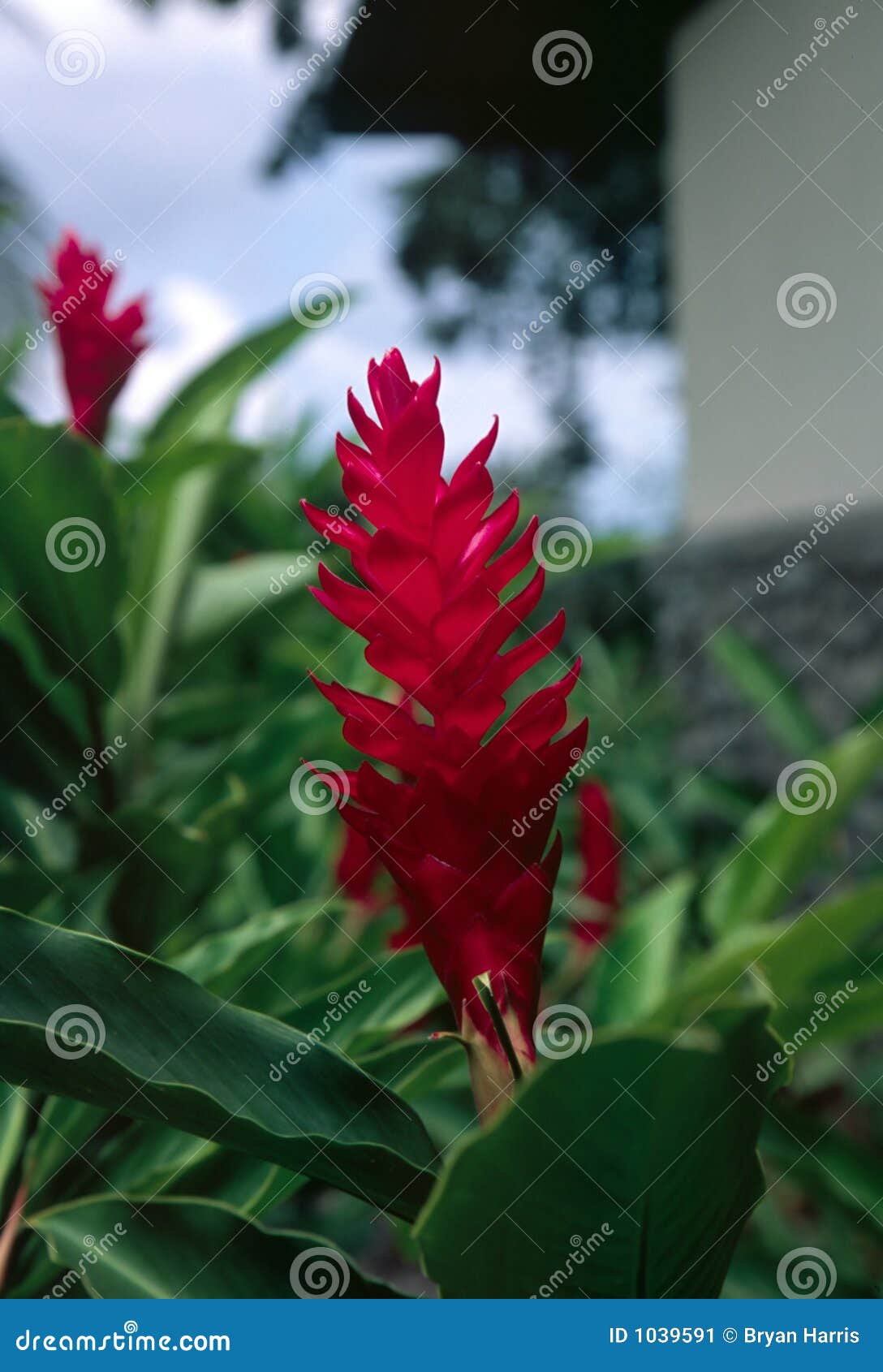 Red Garden stock image. Image of tropic, plant, costa - 1039591