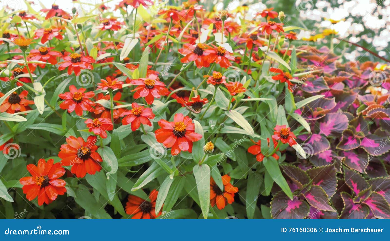 Red garden flowers stock photo. Image of heaven, buds - 76160306