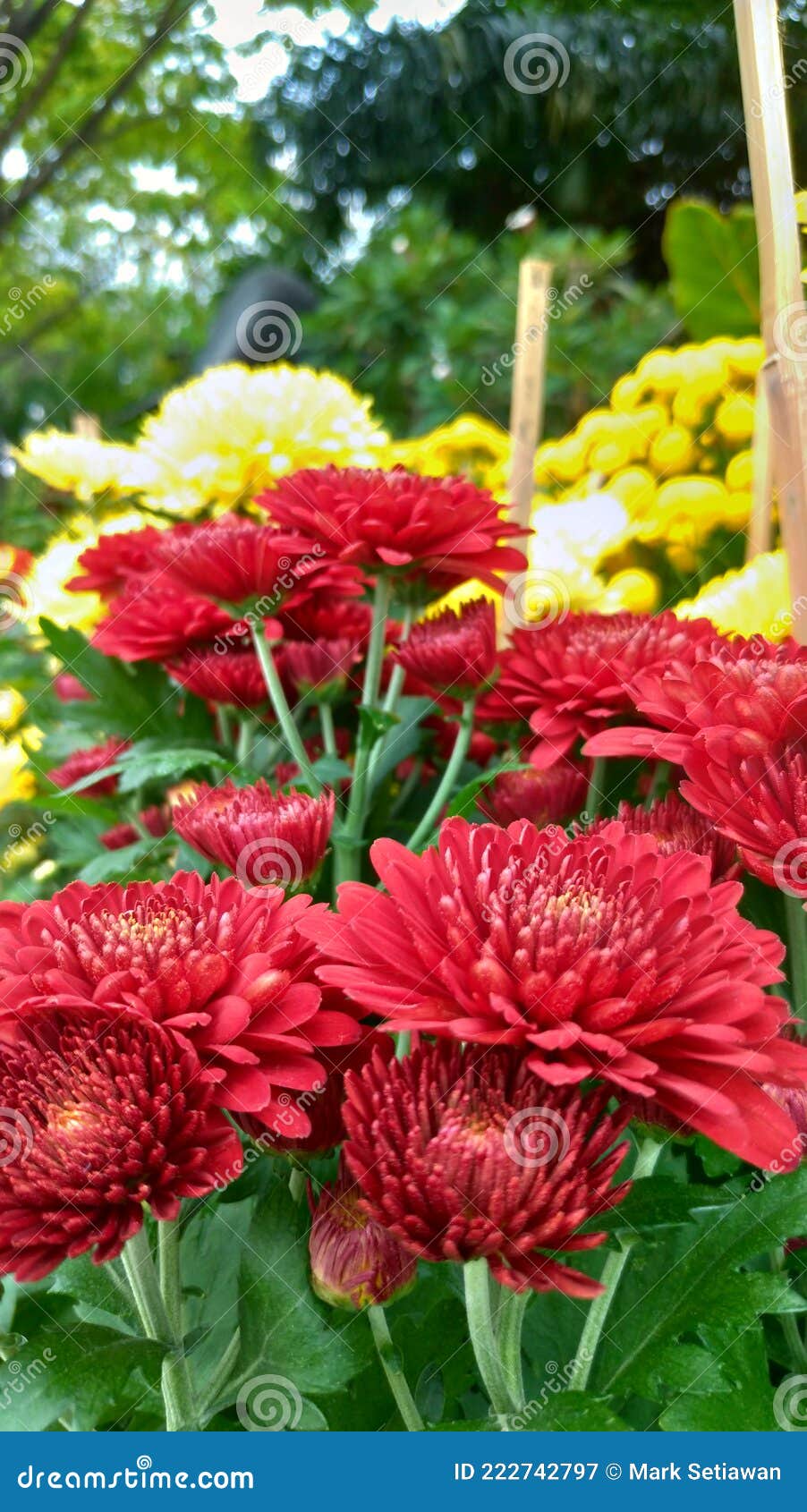Red Garden Flowers Beautiful Nature Stock Image - Image of flowers ...