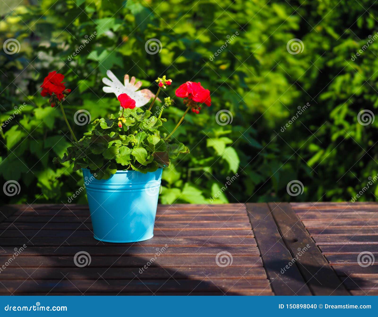 Red Garden Flowers of Pelargonium Stock Photo - Image of decoration ...