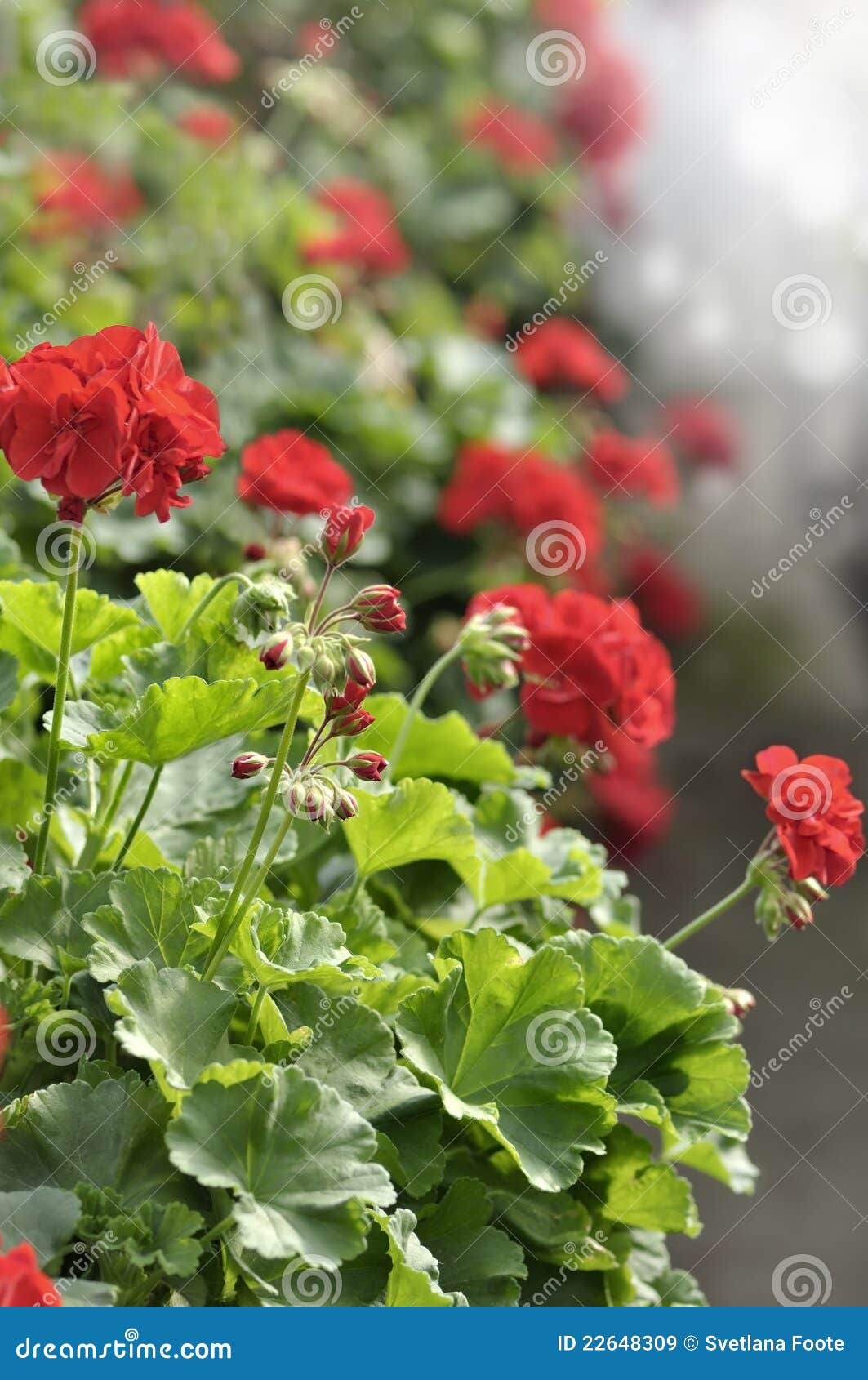 Red Garden Geranium Flowers Stock Image - Image of macro, cranes: 22648309