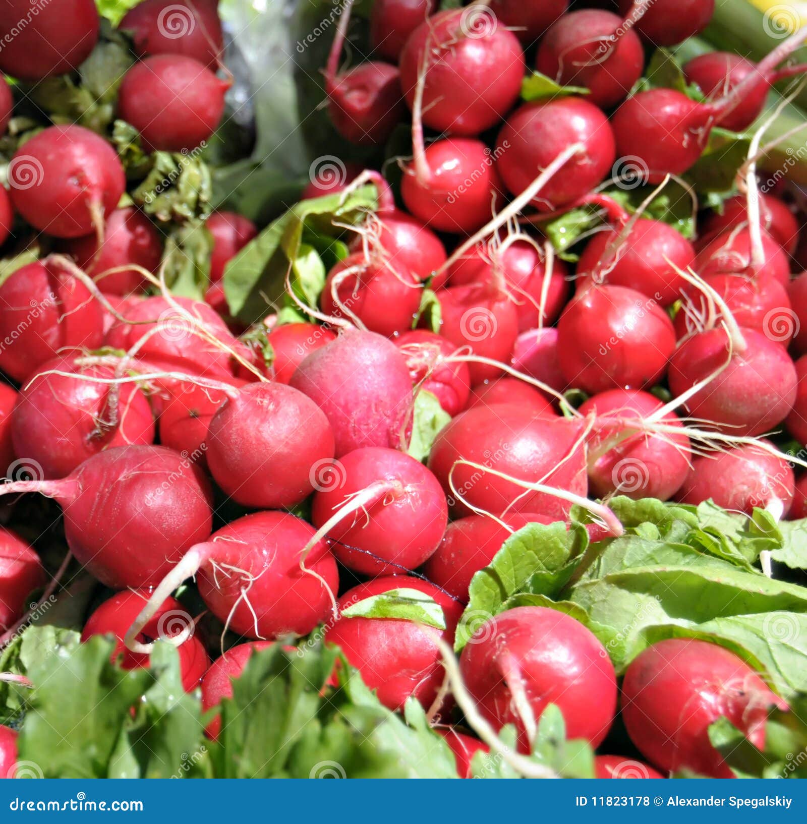 Red Garden Radish stock photo. Image of garden, counter - 11823178