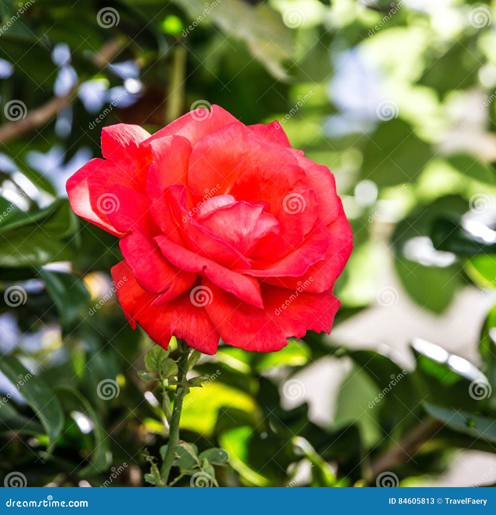 Red Garden Rose Fresh Flower. Stock Image - Image of floral, beauty ...