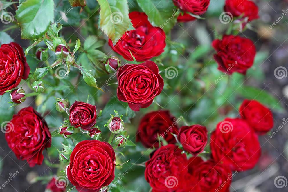 Red garden roses stock photo. Image of outdoors, flower - 10655606