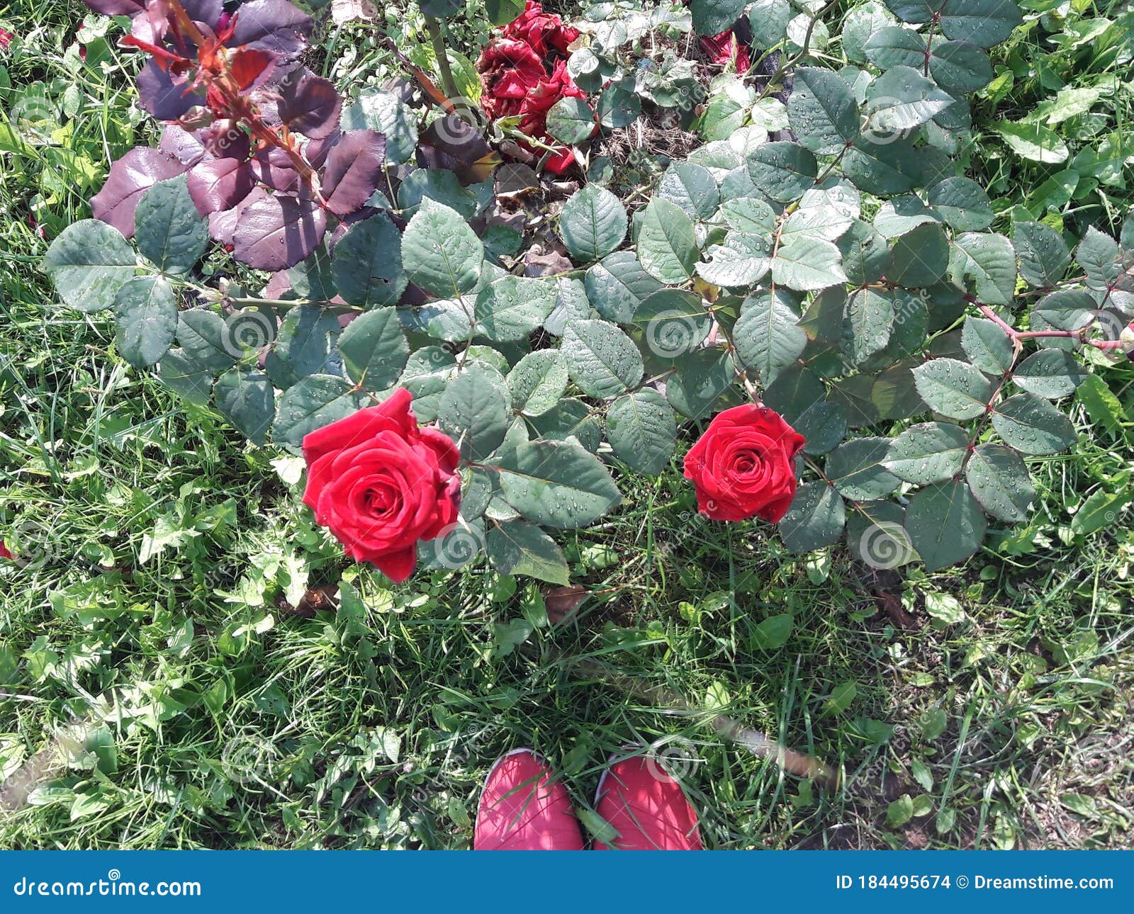 Red Garden Roses stock photo. Image of plants, flower - 184495674