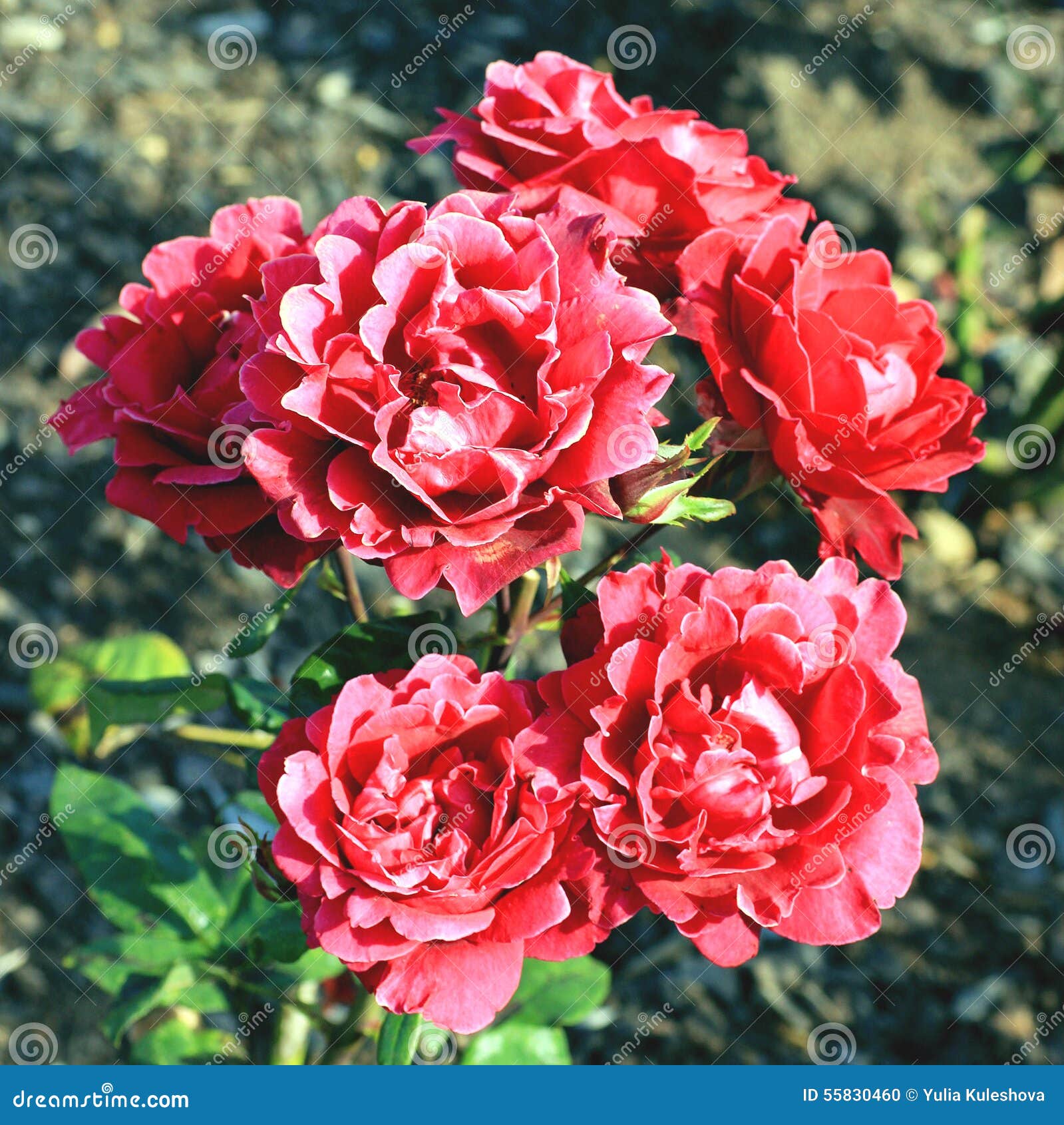 Red garden roses stock photo. Image of blossom, bright - 55830460
