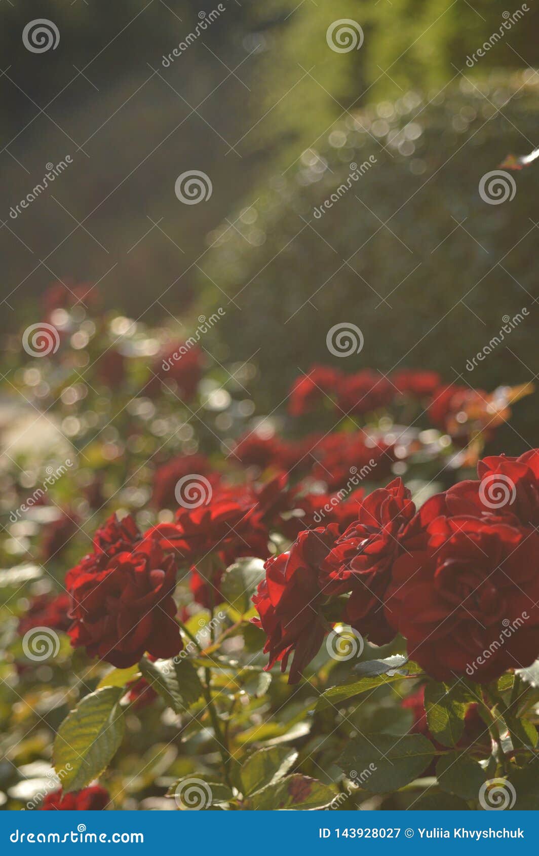Red Roses Bush in the Garden Stock Image - Image of gardening, park ...