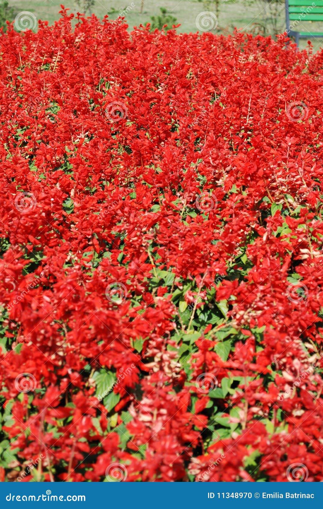 Red gardens flowers stock photo. Image of leaves, romantic - 11348970