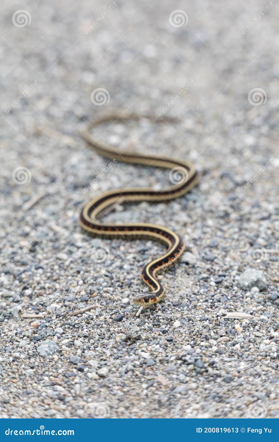 Red garter snake stock image. Image of nature, garter - 200819613