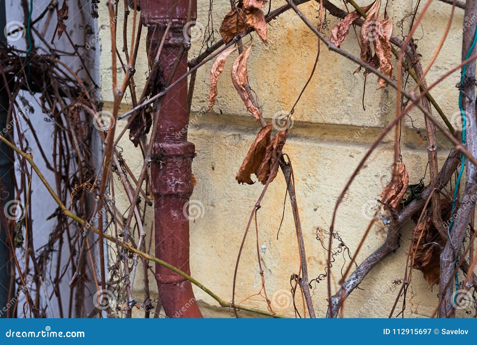 Old Red Gas Pipe among Dry Leaves Stock Image - Image of habit ...