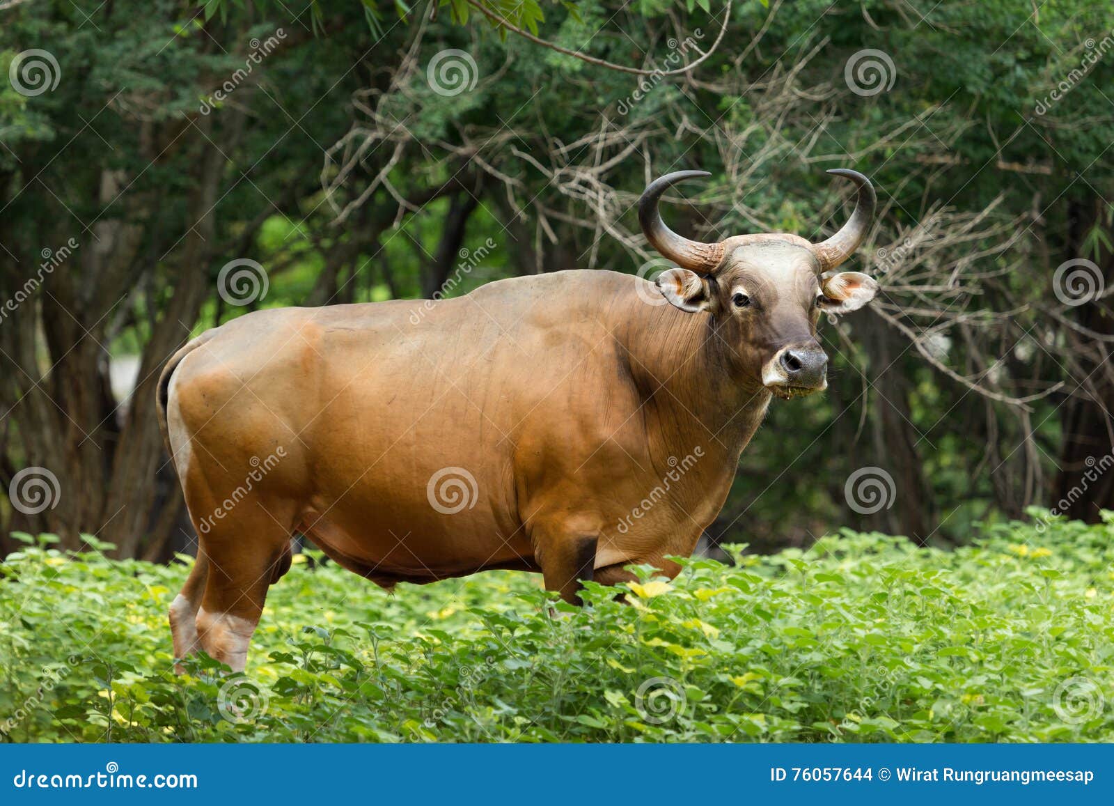 Red gaur stock photo. Image of grass, muscle, alone, adult - 76057644