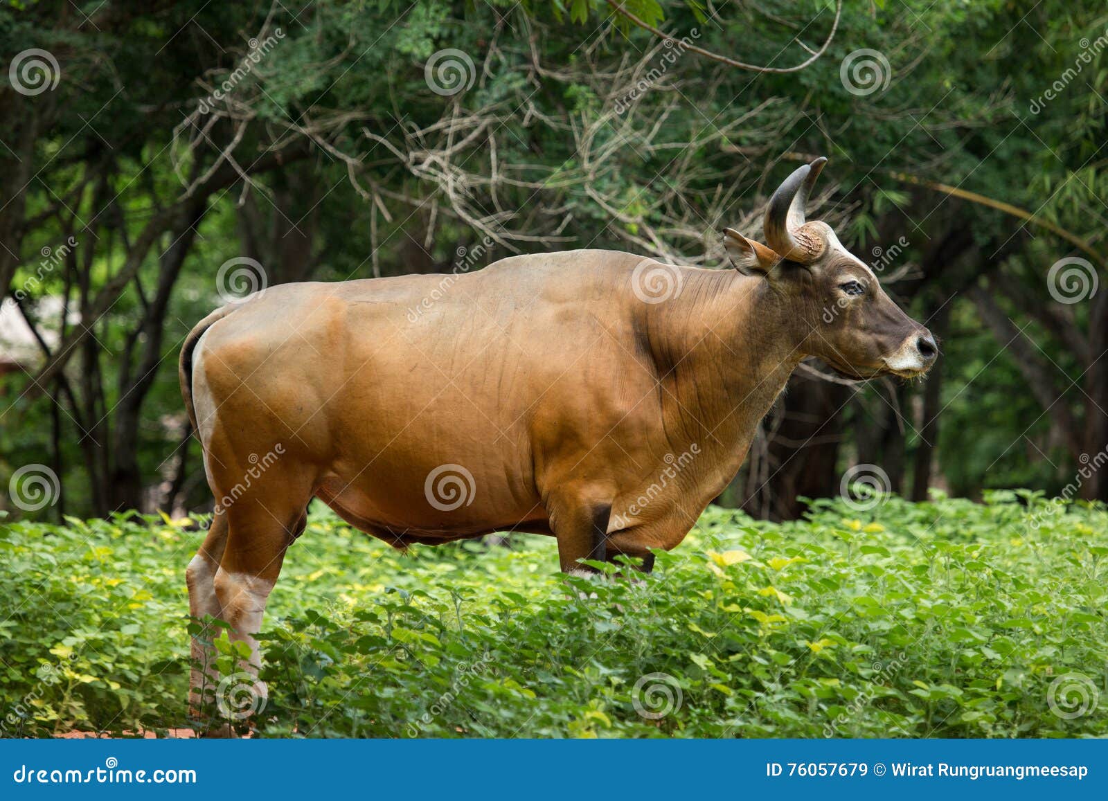 Red gaur stock image. Image of beast, nature, asian, field - 76057679