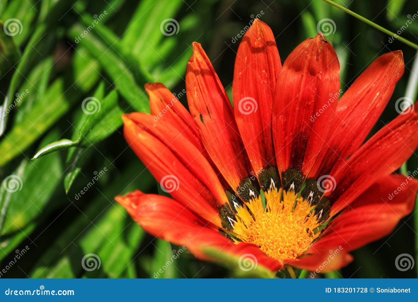 Red Gazania Flower Under the Sun Stock Photo - Image of spring, gazania ...