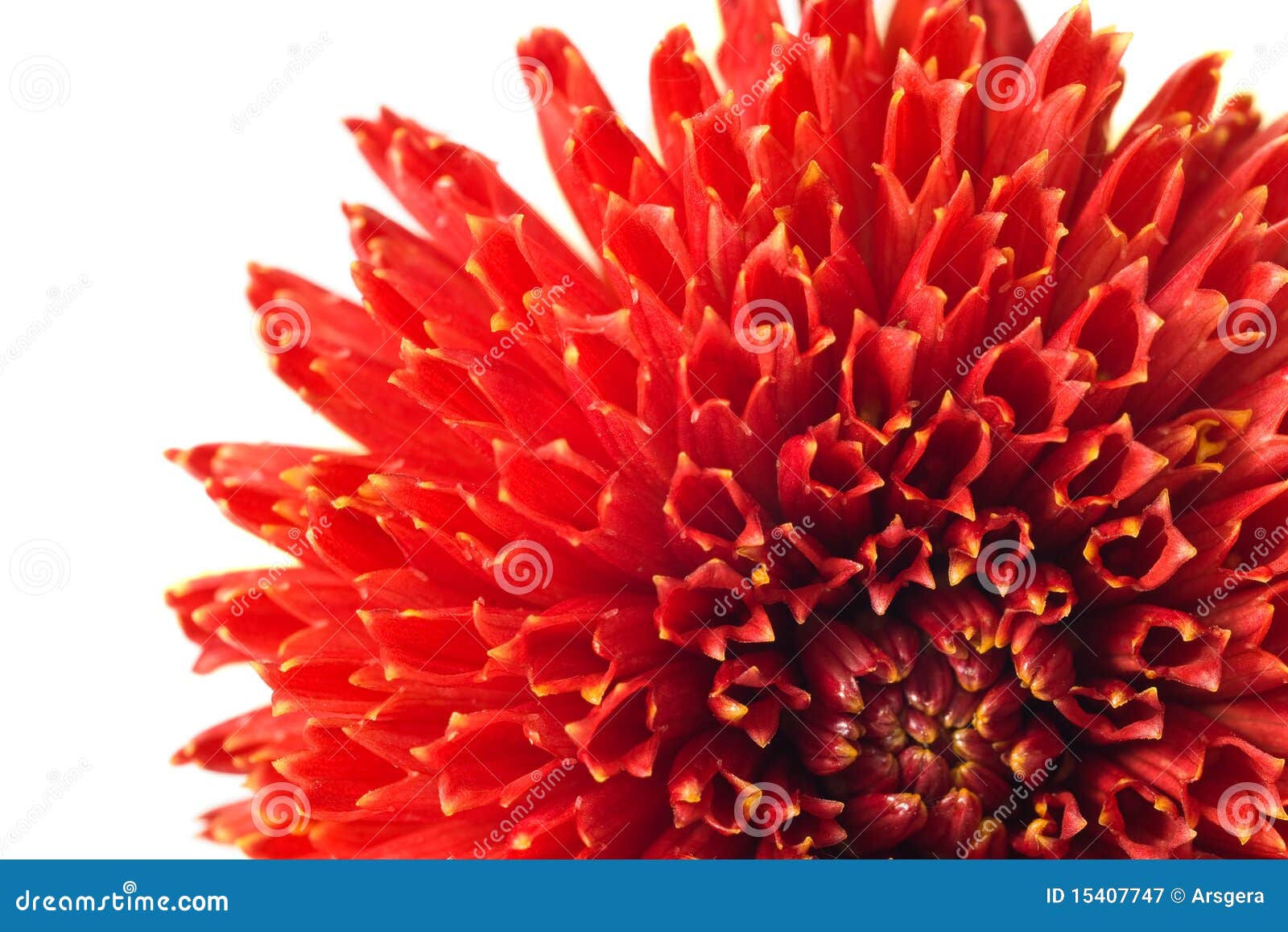 Red georgina flower bud stock image. Image of isolated - 15407747