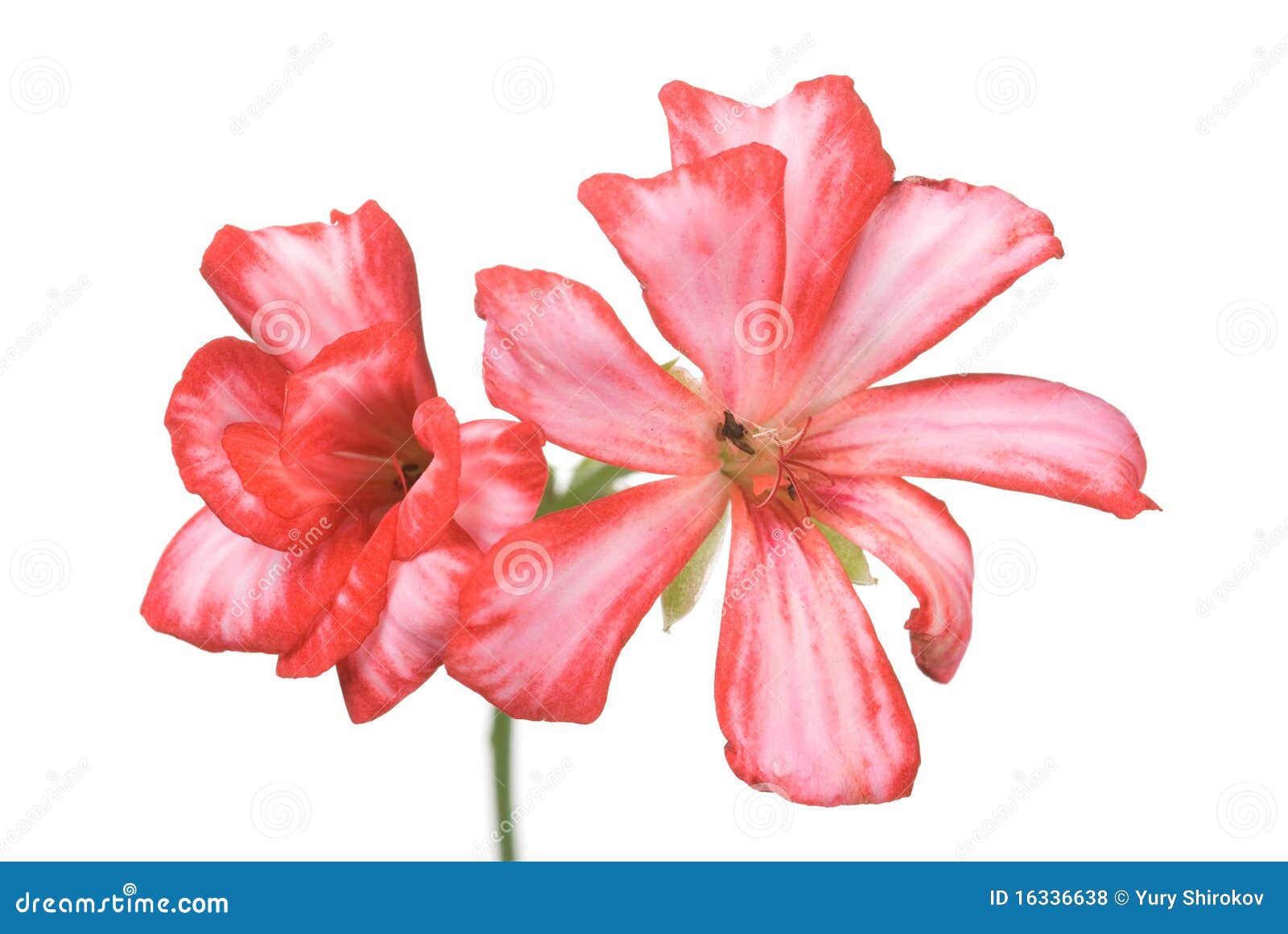 Red geranium stock photo. Image of pistil, closeup, life - 16336638