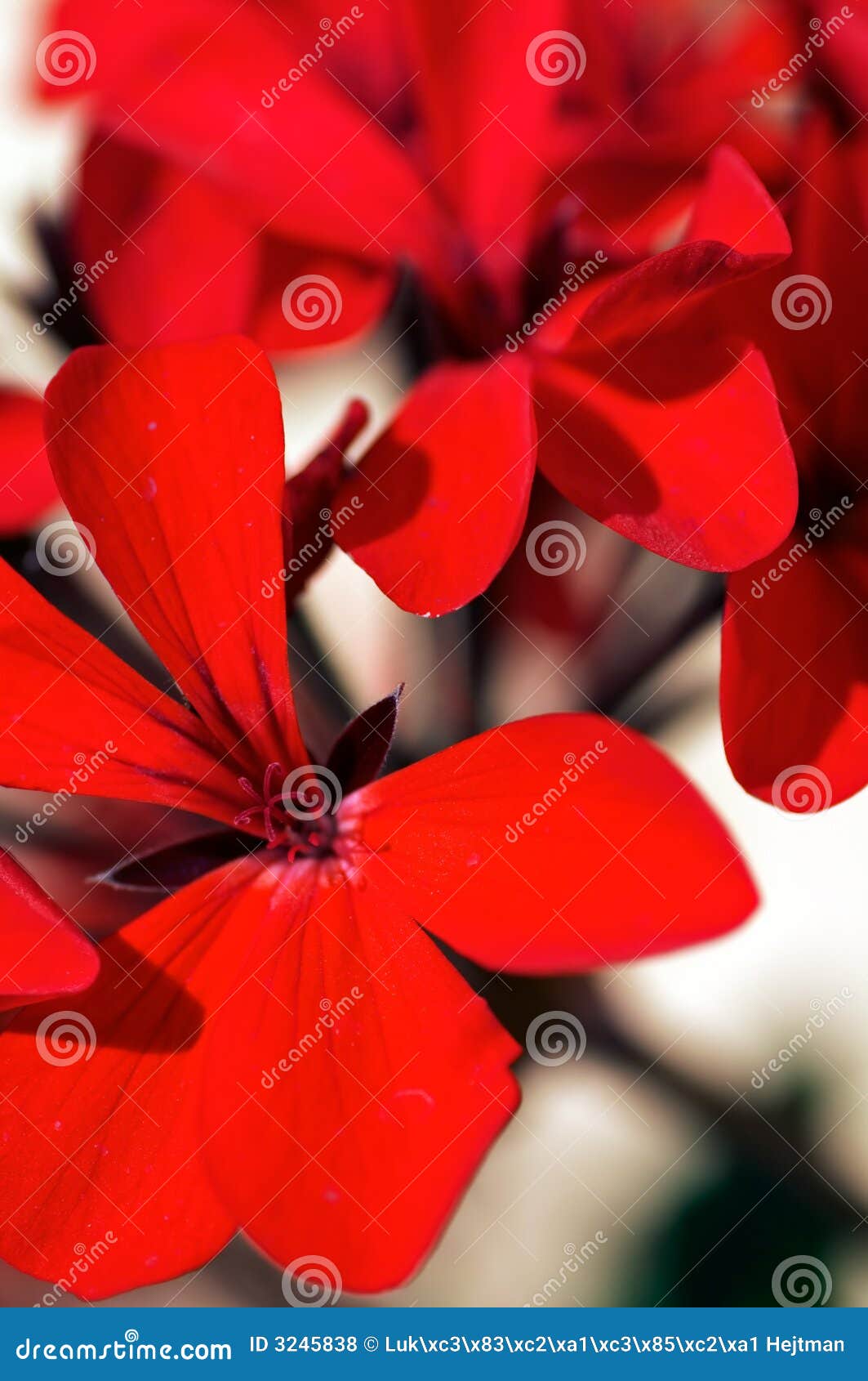 Red geranium stock photo. Image of nice, white, geranium - 3245838