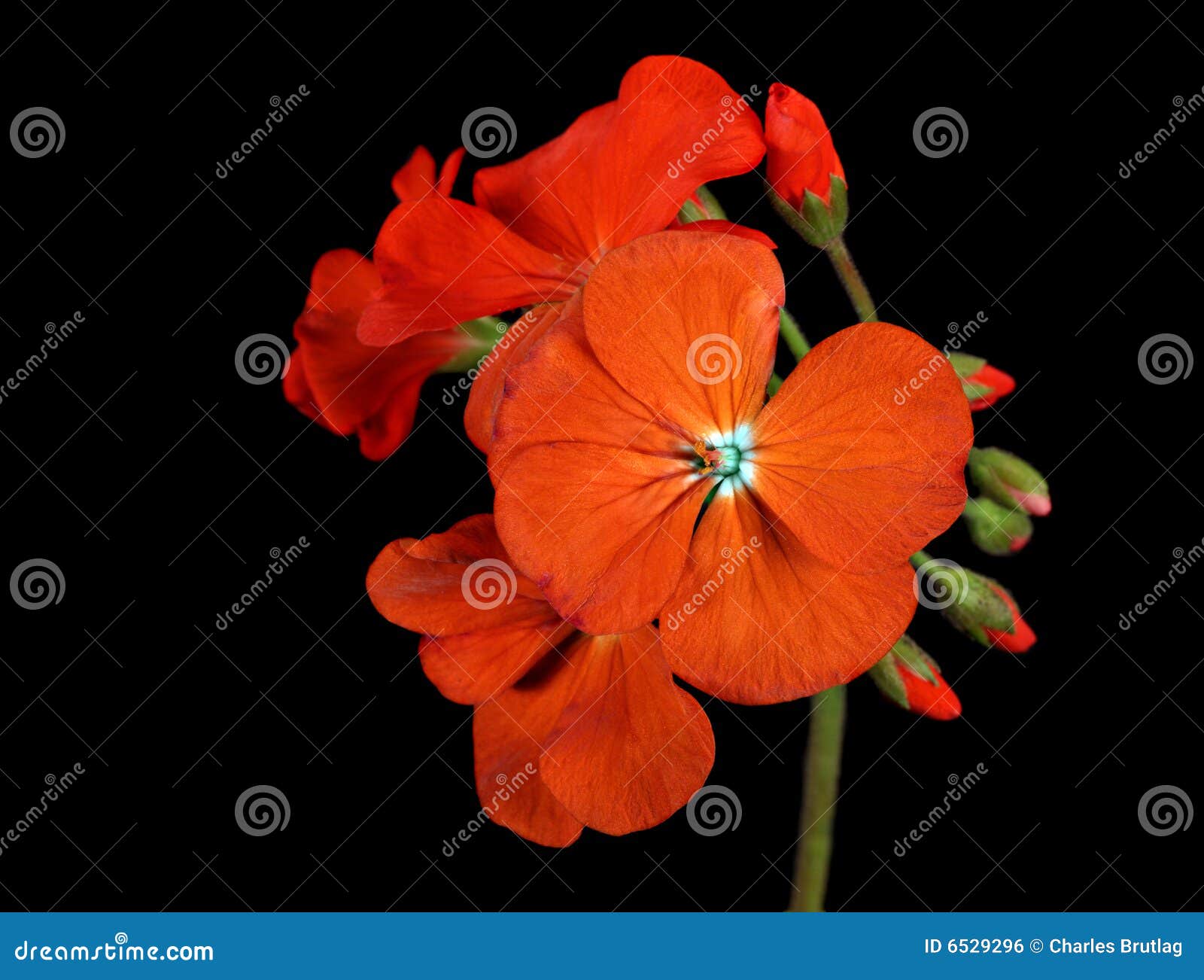 Red Geranium stock photo. Image of geranium, nature, flower - 6529296