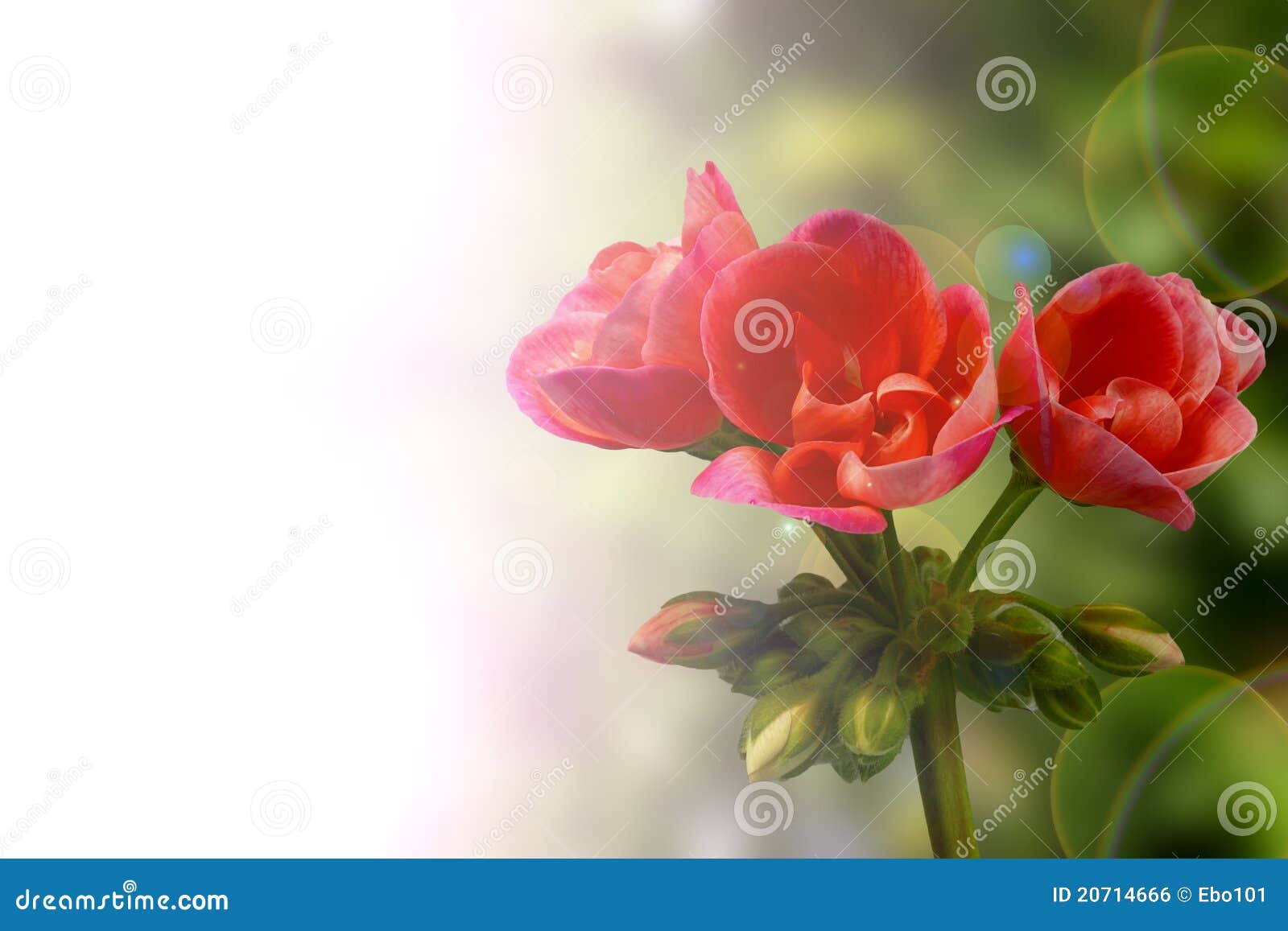 Red Geranium background stock photo. Image of detailed - 20714666