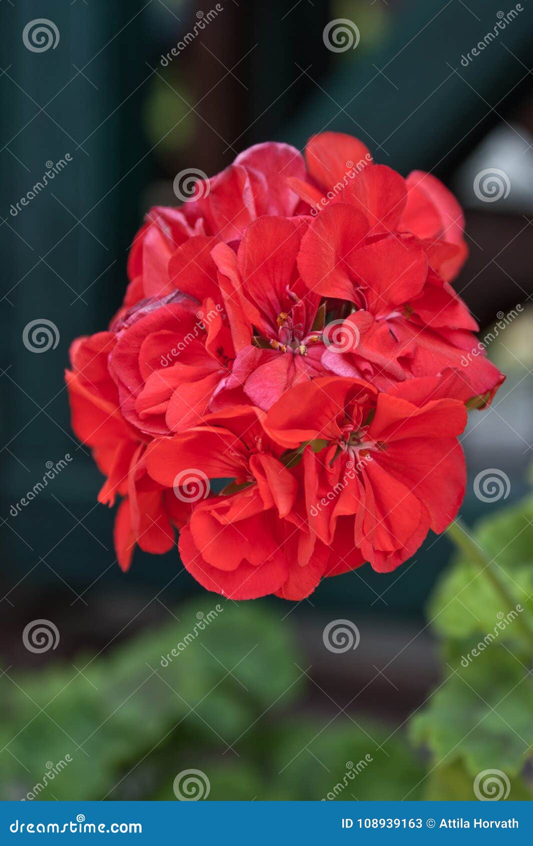 Red Geranium on the Balcony Stock Image - Image of geranium, depth ...