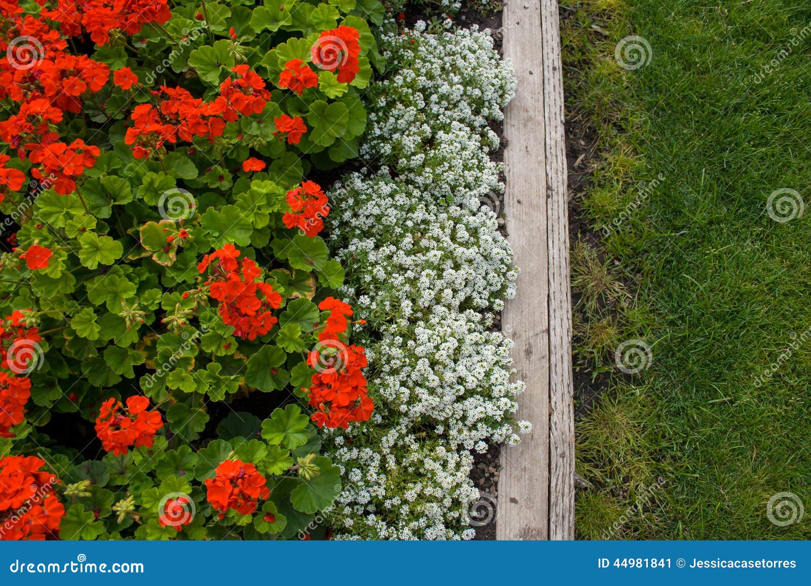 Red Geranium Border stock image. Image of leaves, spring - 44981841