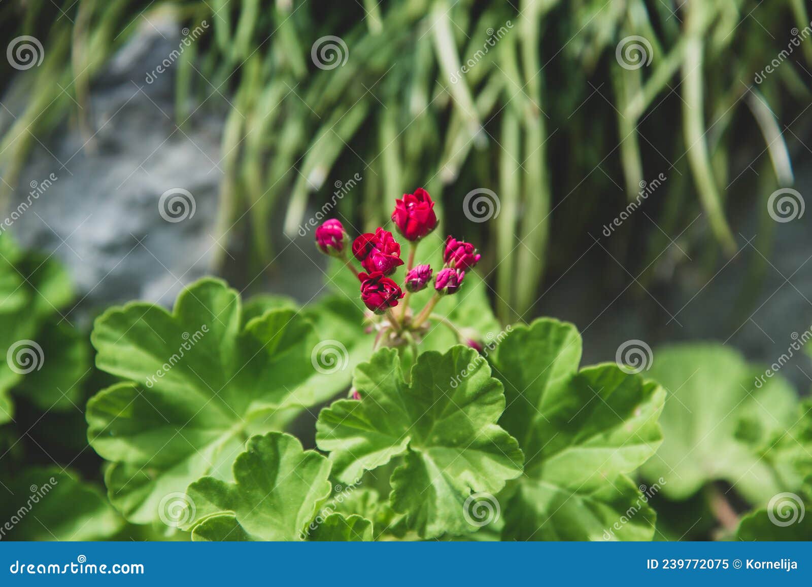 Red Geranium Buds in Nature Stock Image - Image of buds, park: 239772075