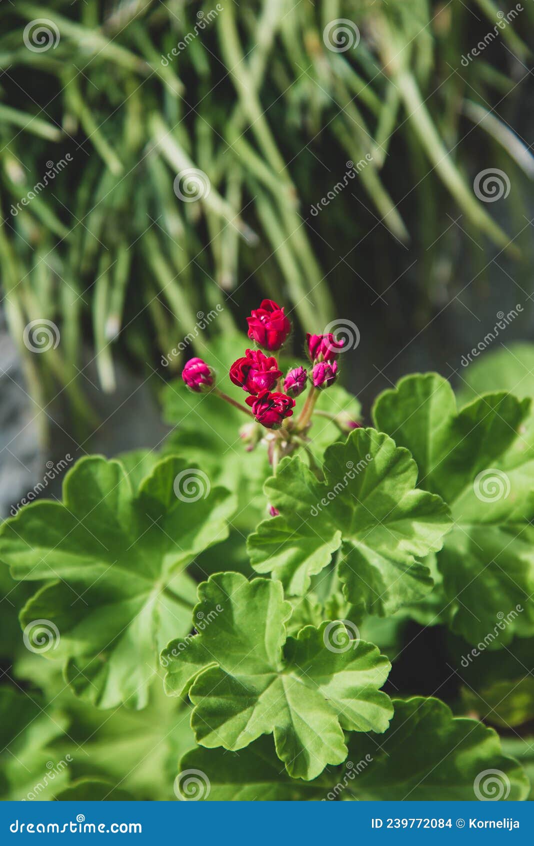 Red Geranium Buds in Nature Stock Photo - Image of spring, leaves ...