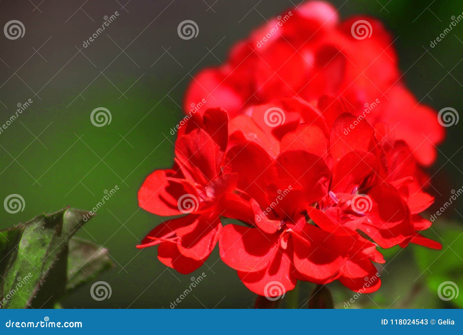 Red Geranium Close Up in the Garden Stock Image - Image of detail ...