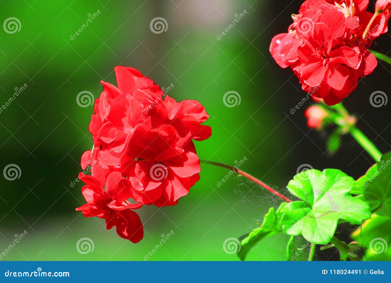 Red Geranium Close Up in the Garden Stock Image - Image of botanical ...