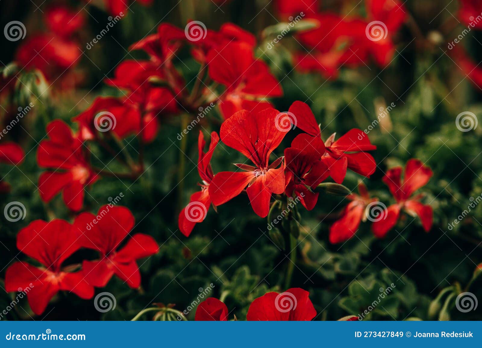 Red Geranium in Close-up in the Garden on a Green Background Stock Image - Image of blooming ...