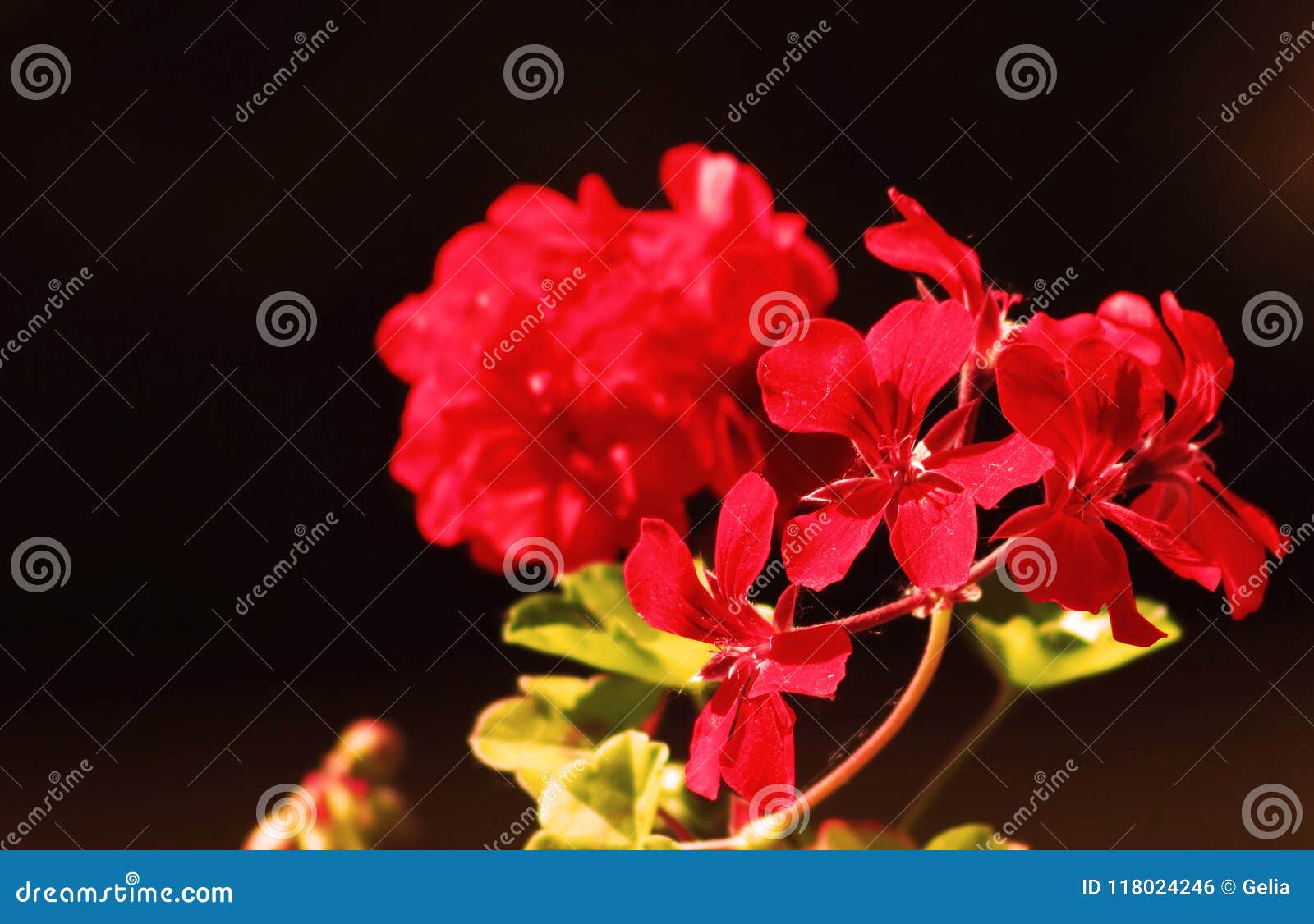 Red Geranium Close Up in the Garden Stock Photo - Image of botany ...