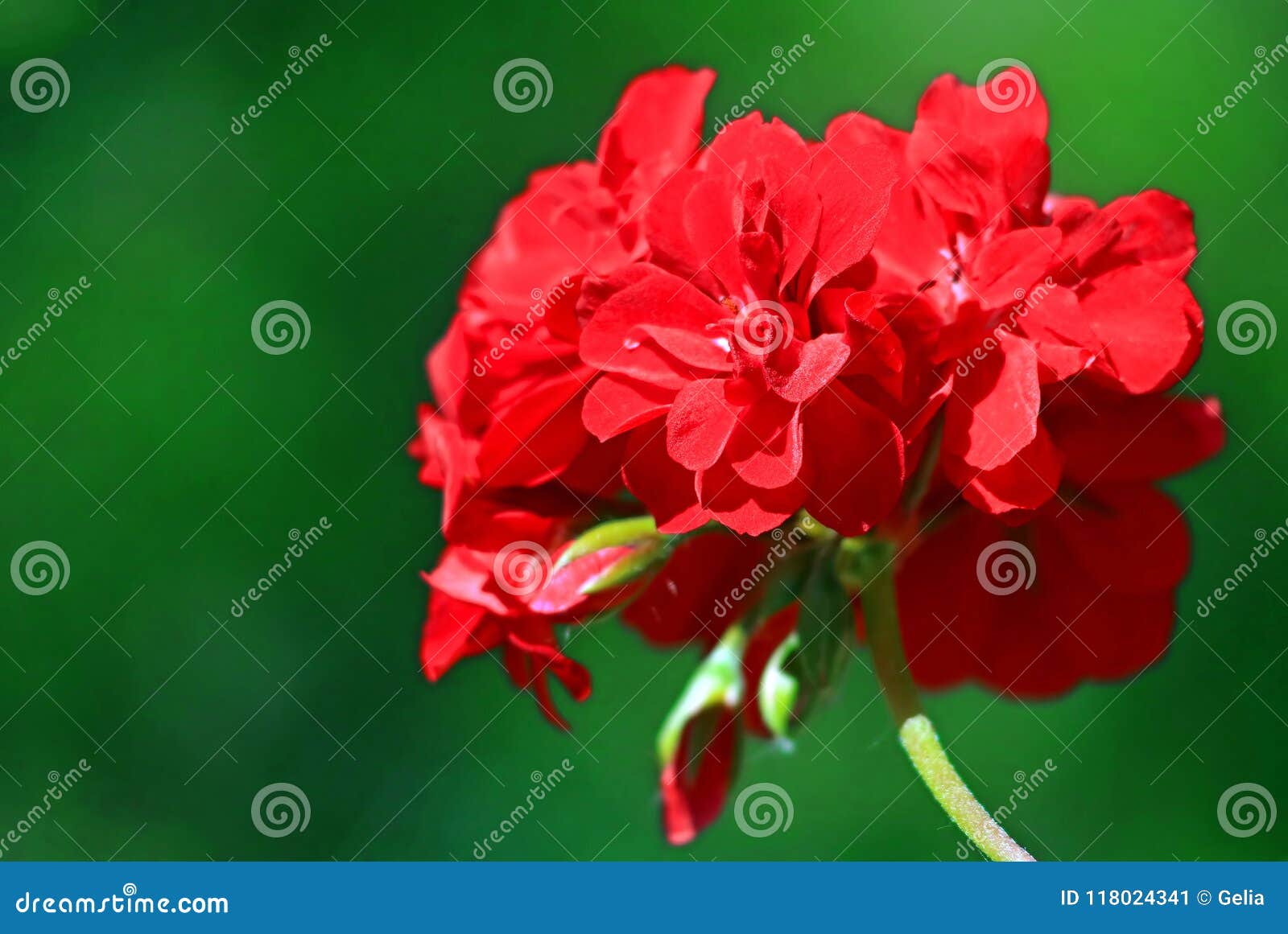 Red Geranium Close Up in the Garden Stock Image - Image of colorful ...