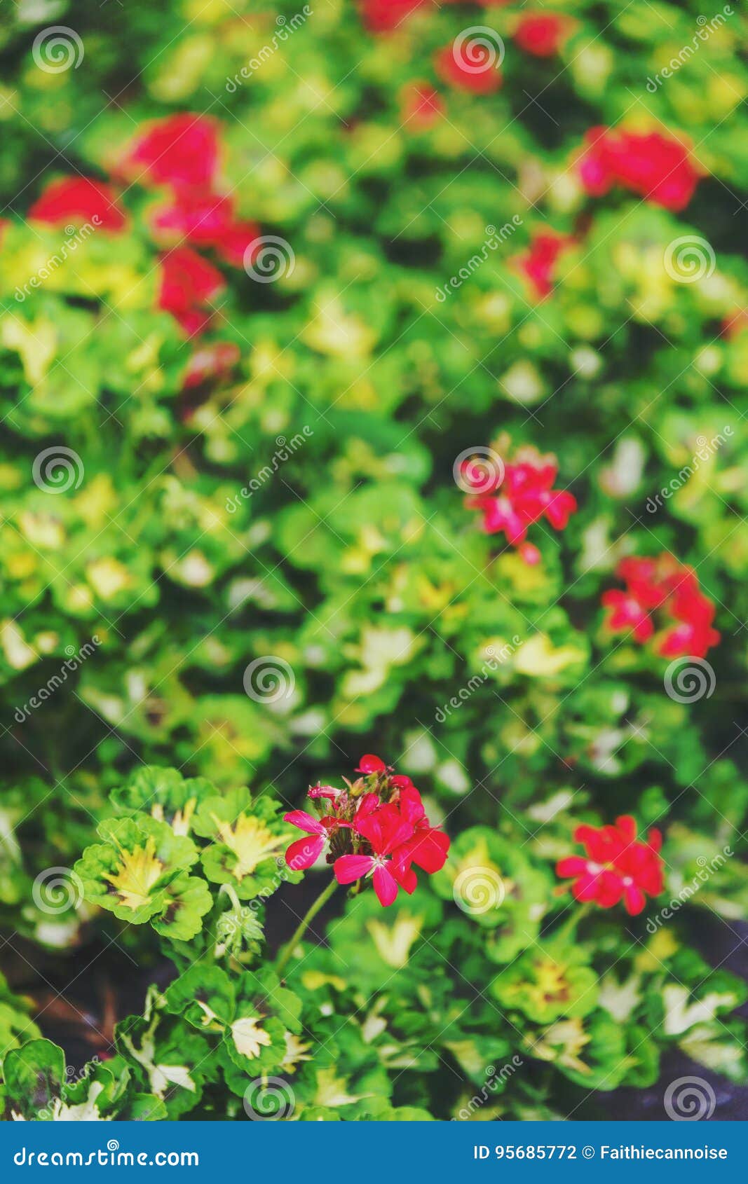 Red Geranium field stock photo. Image of capital, dublin - 95685772