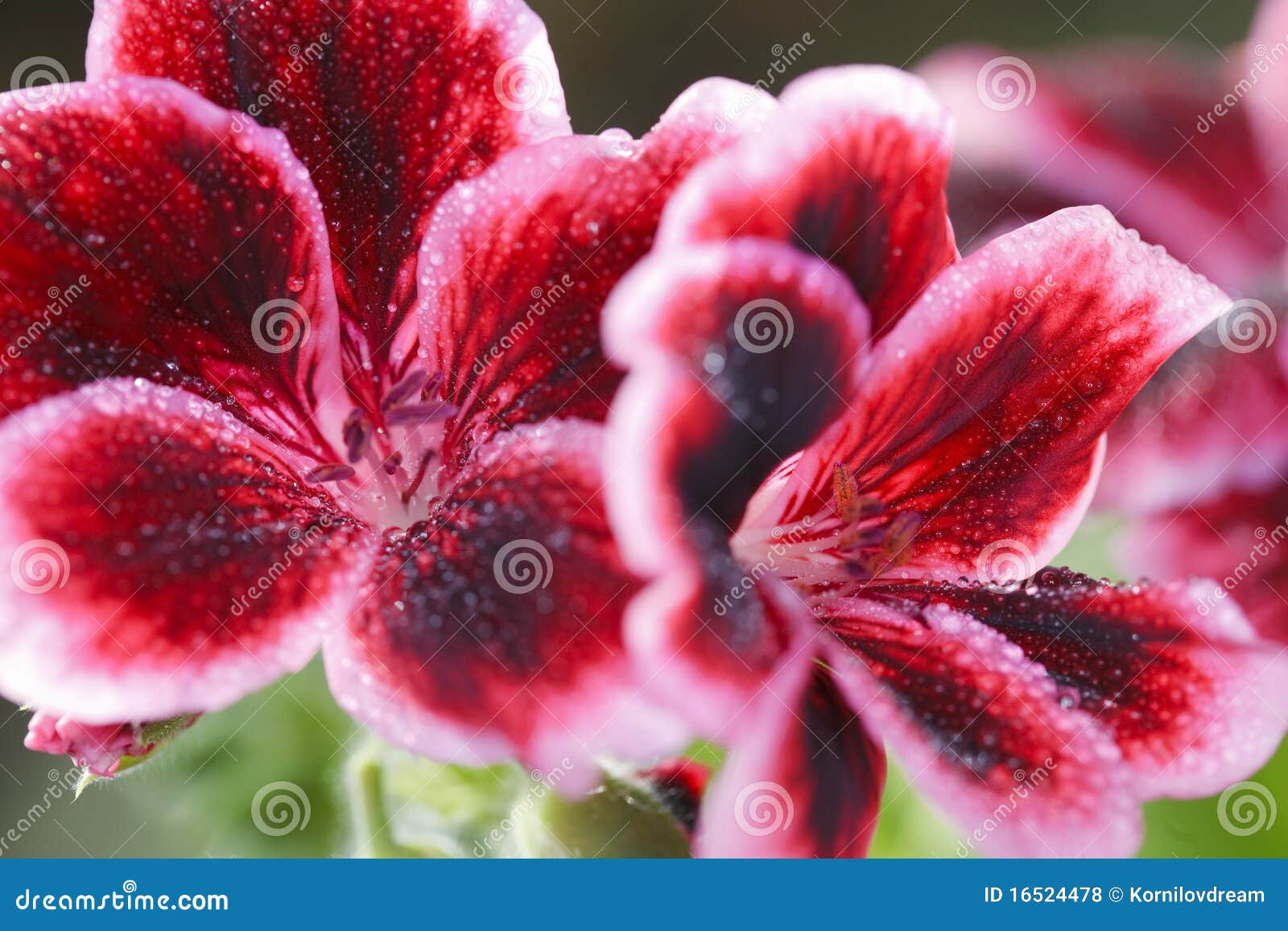 Red geranium flower stock photo. Image of bunch, clear - 16524478