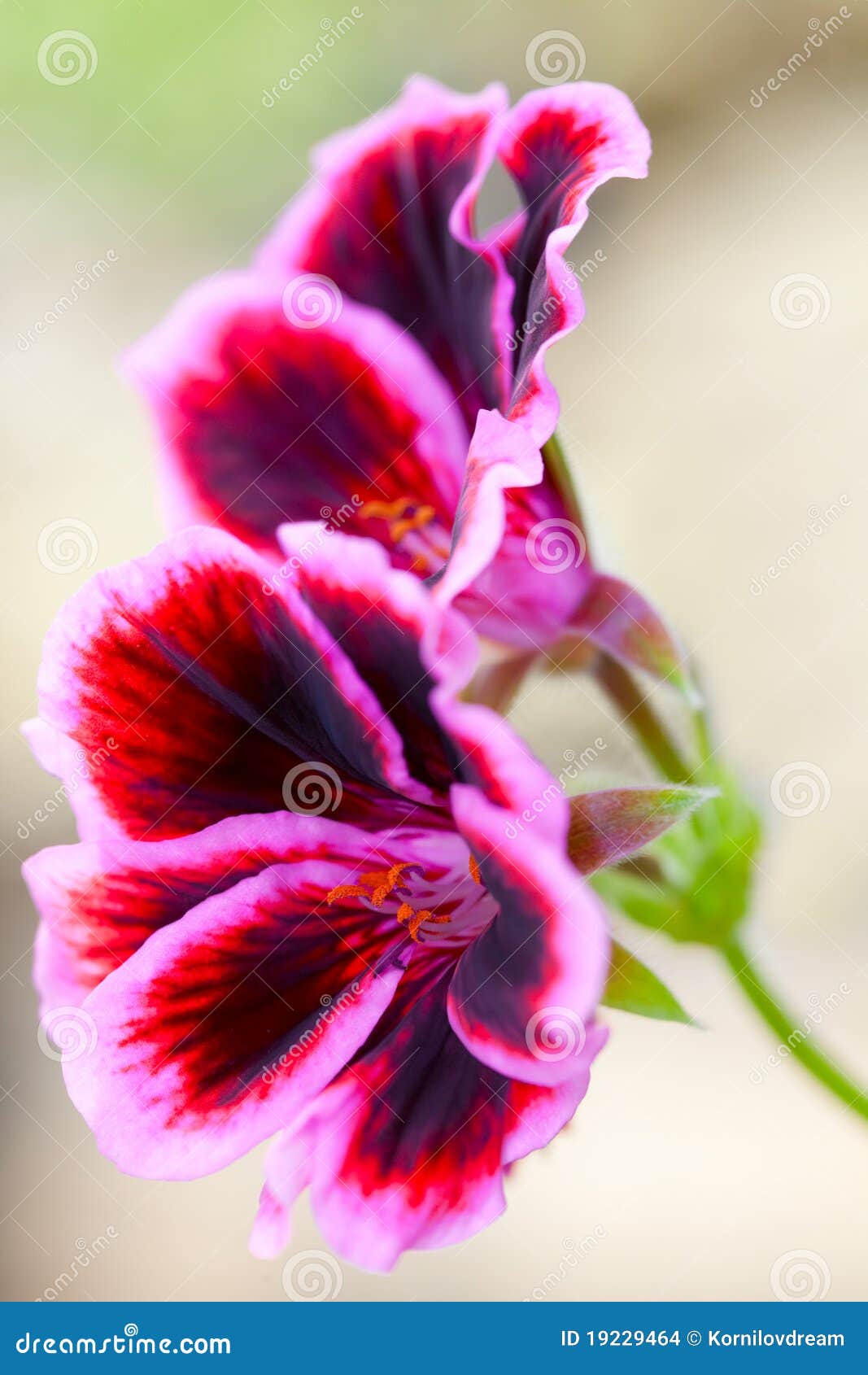Geranium Flower Border Royalty-Free Stock Photography | CartoonDealer ...