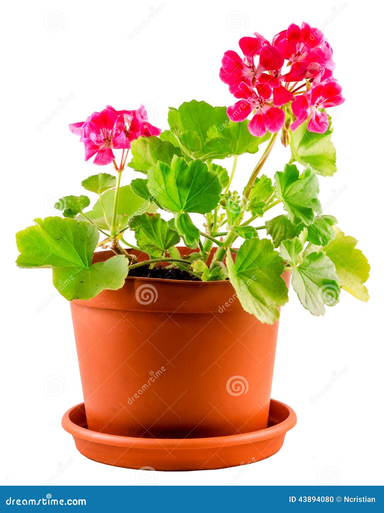 Red Geranium Flower, Close Up Stock Photo - Image of growth, plant ...