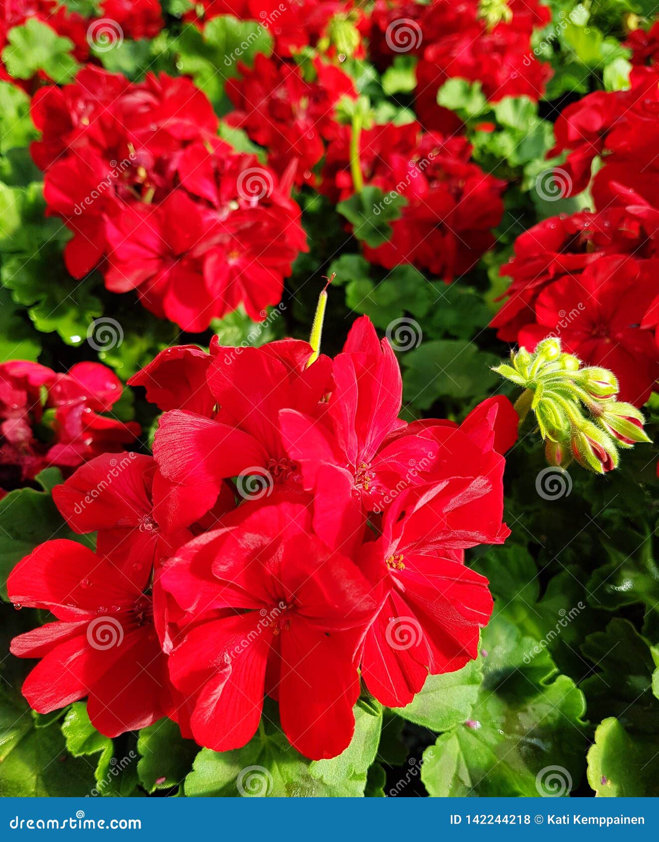 Red geranium flower stock photo. Image of essence, botanical - 142244218