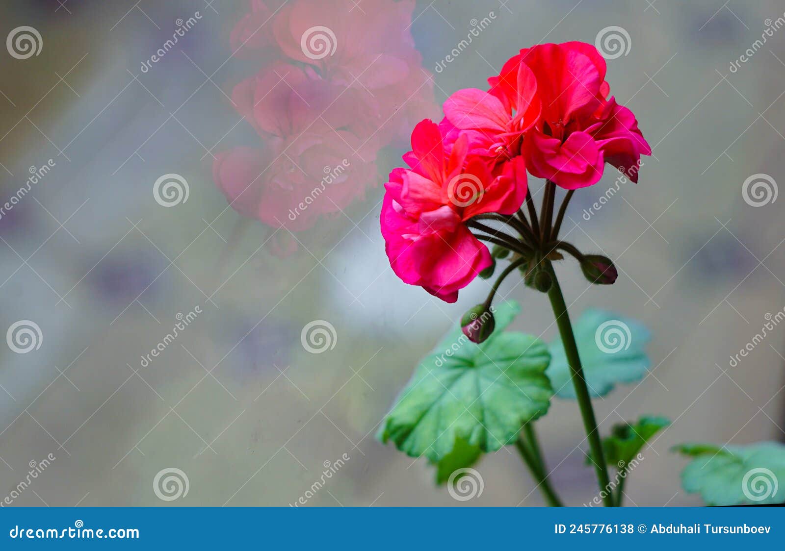 Red Geranium Flower Inside the Window Stock Photo - Image of plant ...