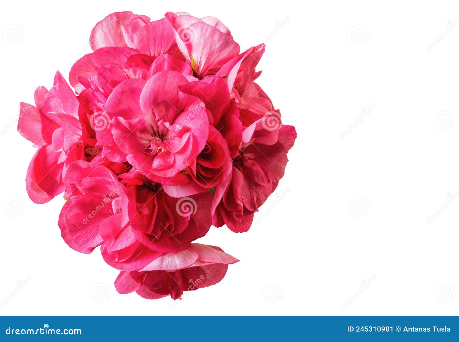 Red Geranium Flower Isolated on White Background Stock Image - Image of ...