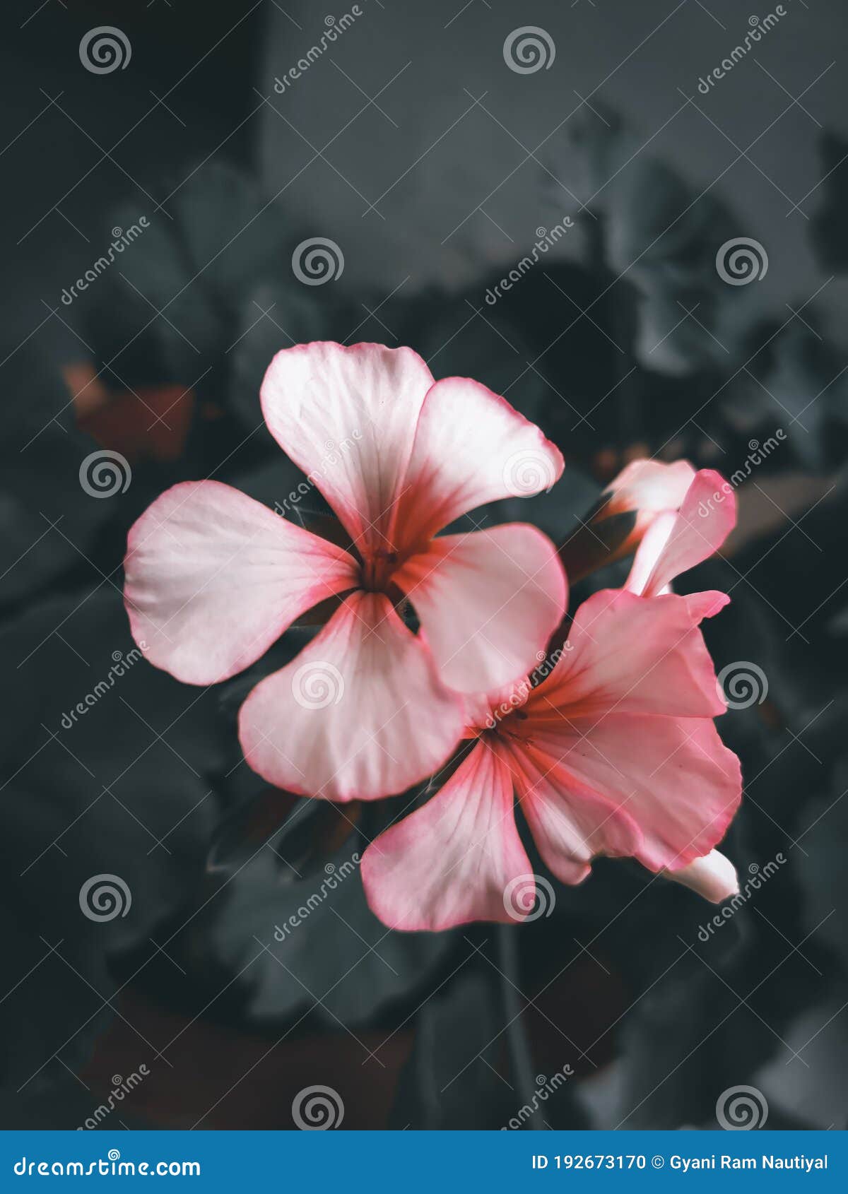 Red Geranium Flowers. Beautiful Geranium Flowers in Indian Garden Stock ...