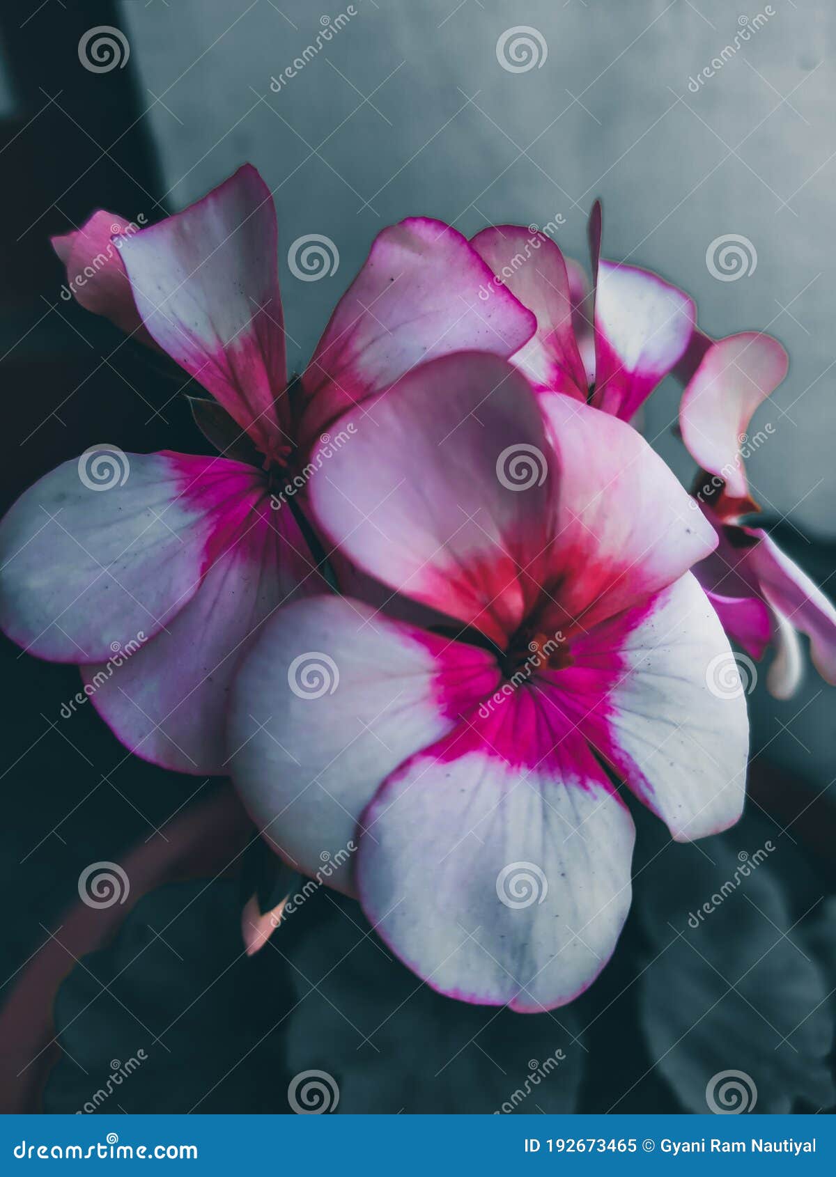 Red Geranium Flowers. Beautiful Geranium Flowers in Indian Garden Stock ...