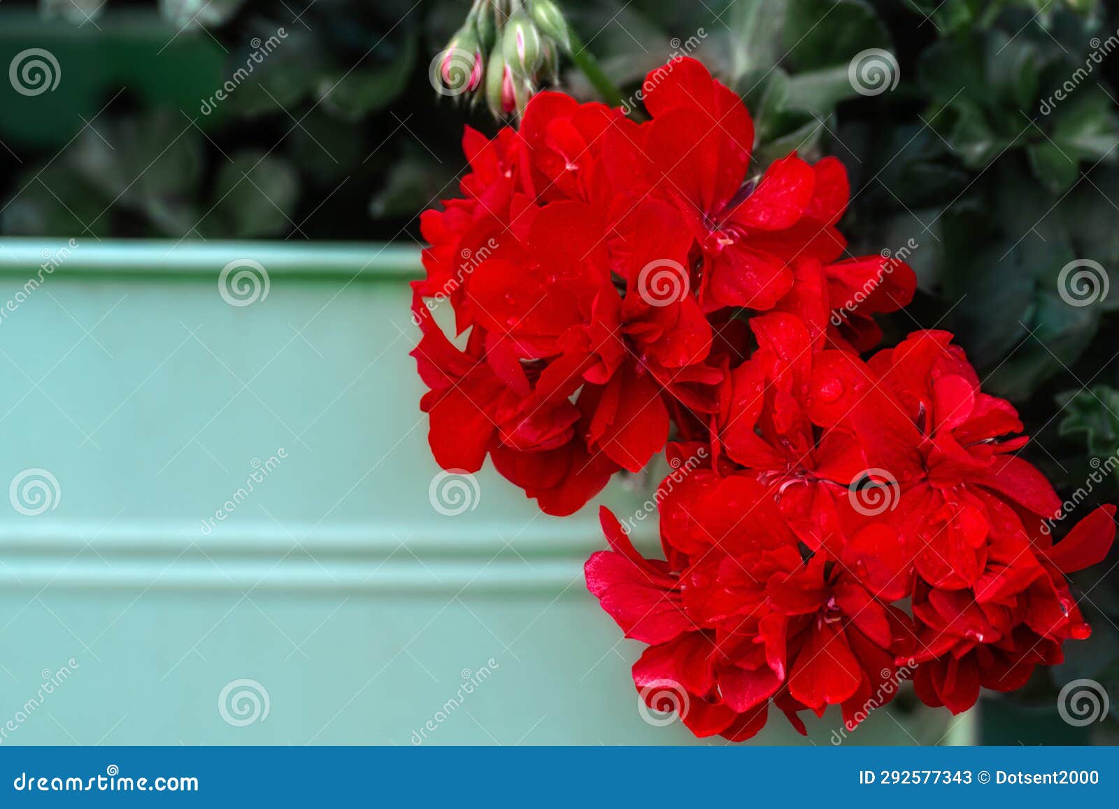 Red geranium flowers stock image. Image of beautiful - 292577343